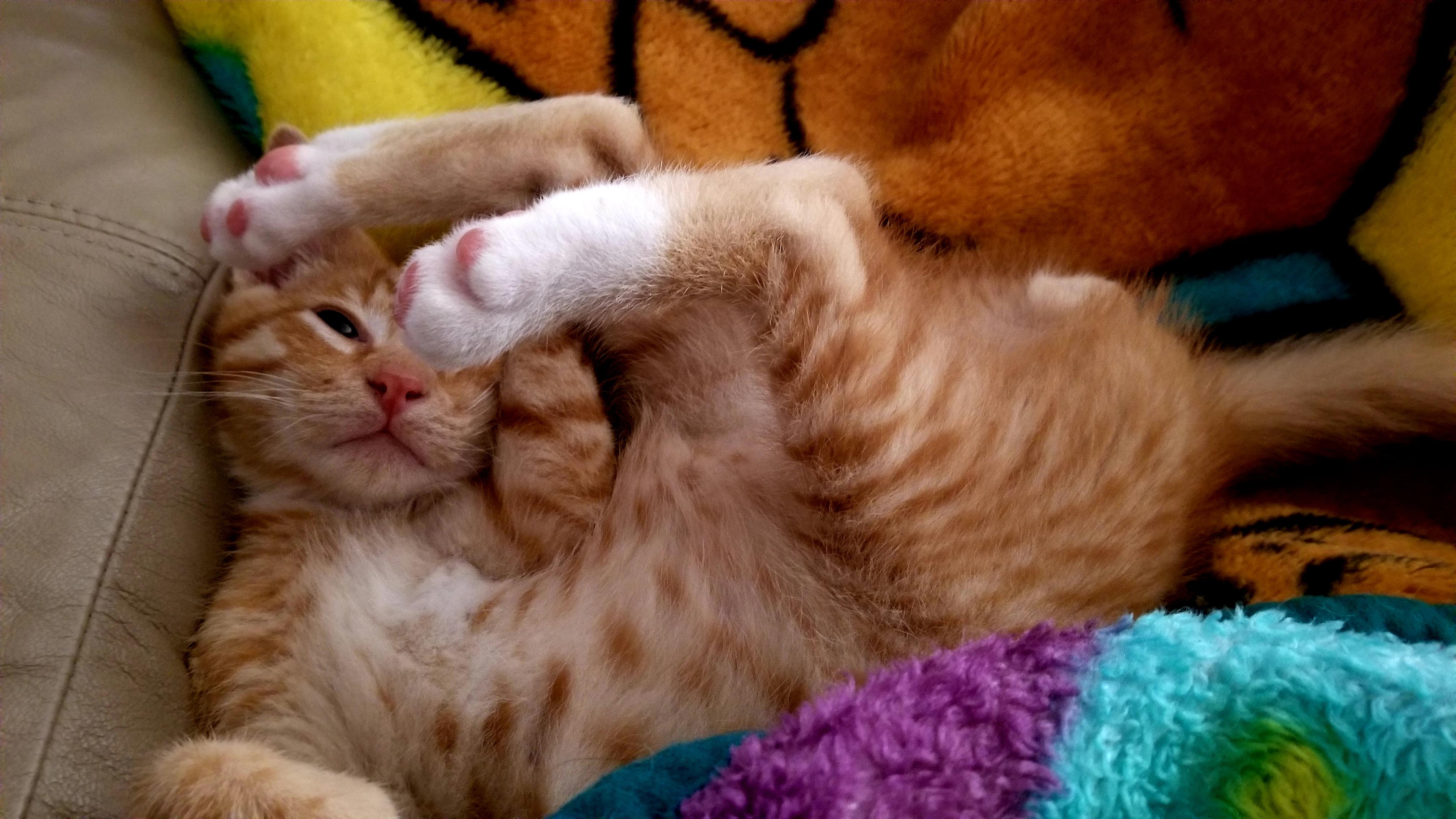 My first orange kitty and he's a silly boi | Scrolller