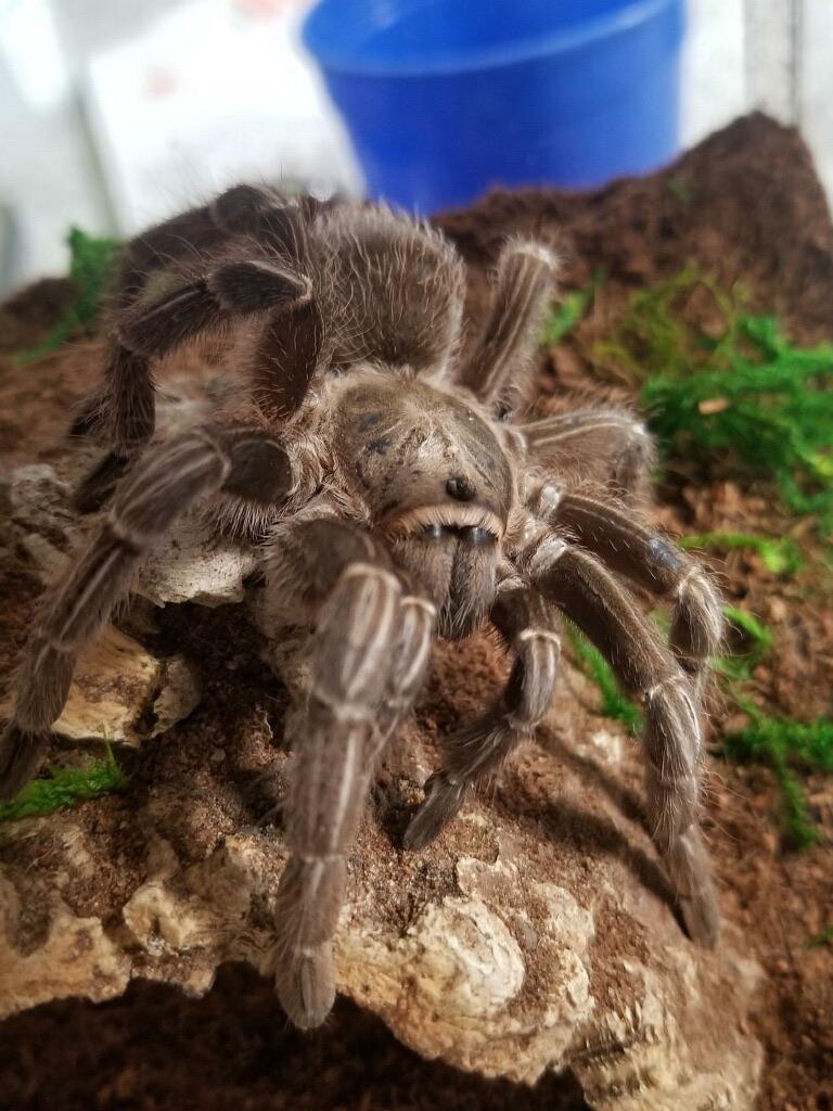My first reddit post and my first tarantula! | Scrolller