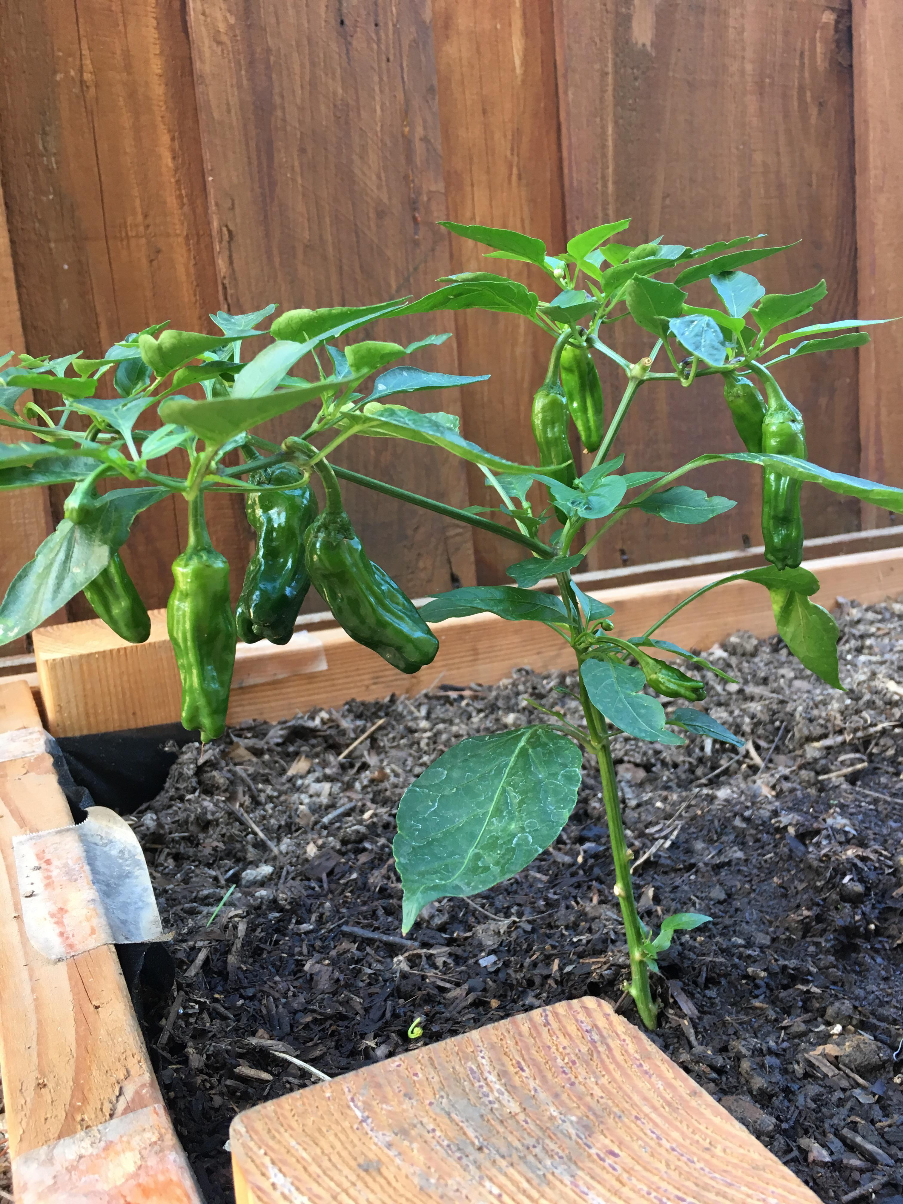 My first shishito pepper plant!! | Scrolller