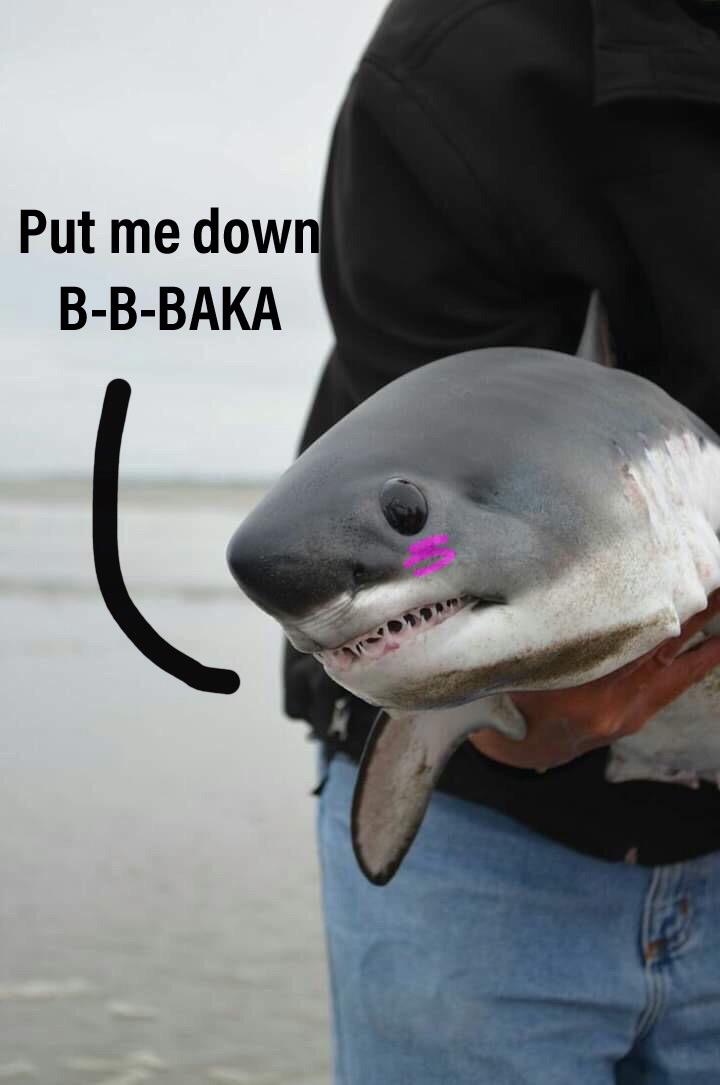 My first tsundere shark | Scrolller