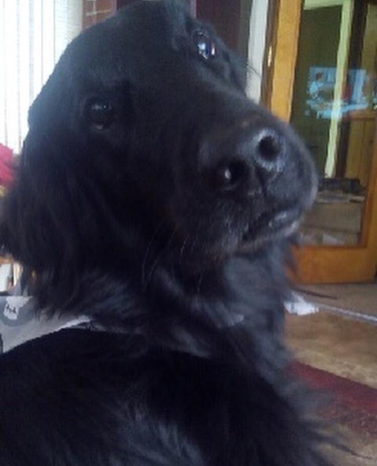 My flat coat Luke who crossed the rainbow bridge | Scrolller