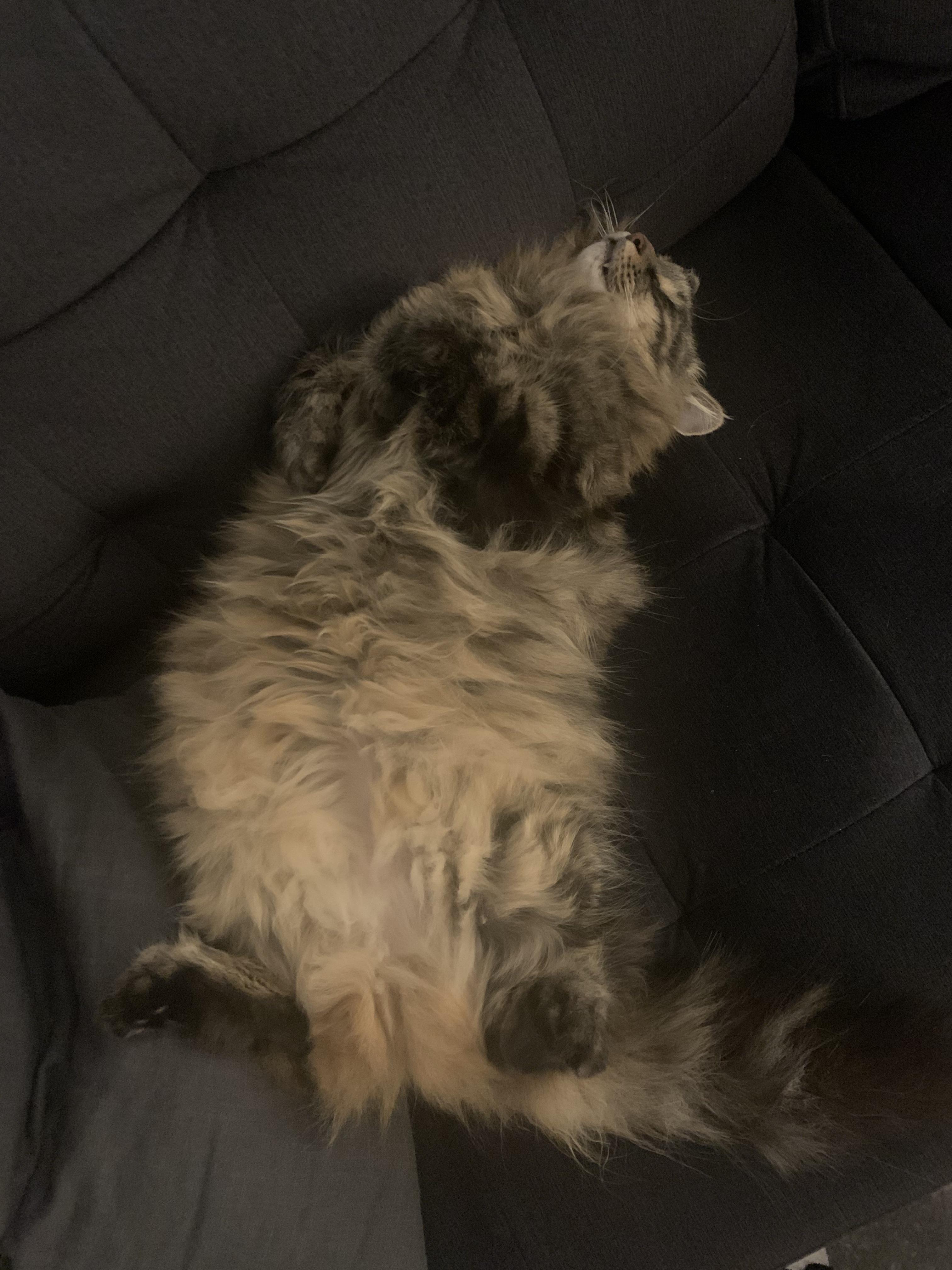 My floof, Mr. Pooder | Scrolller