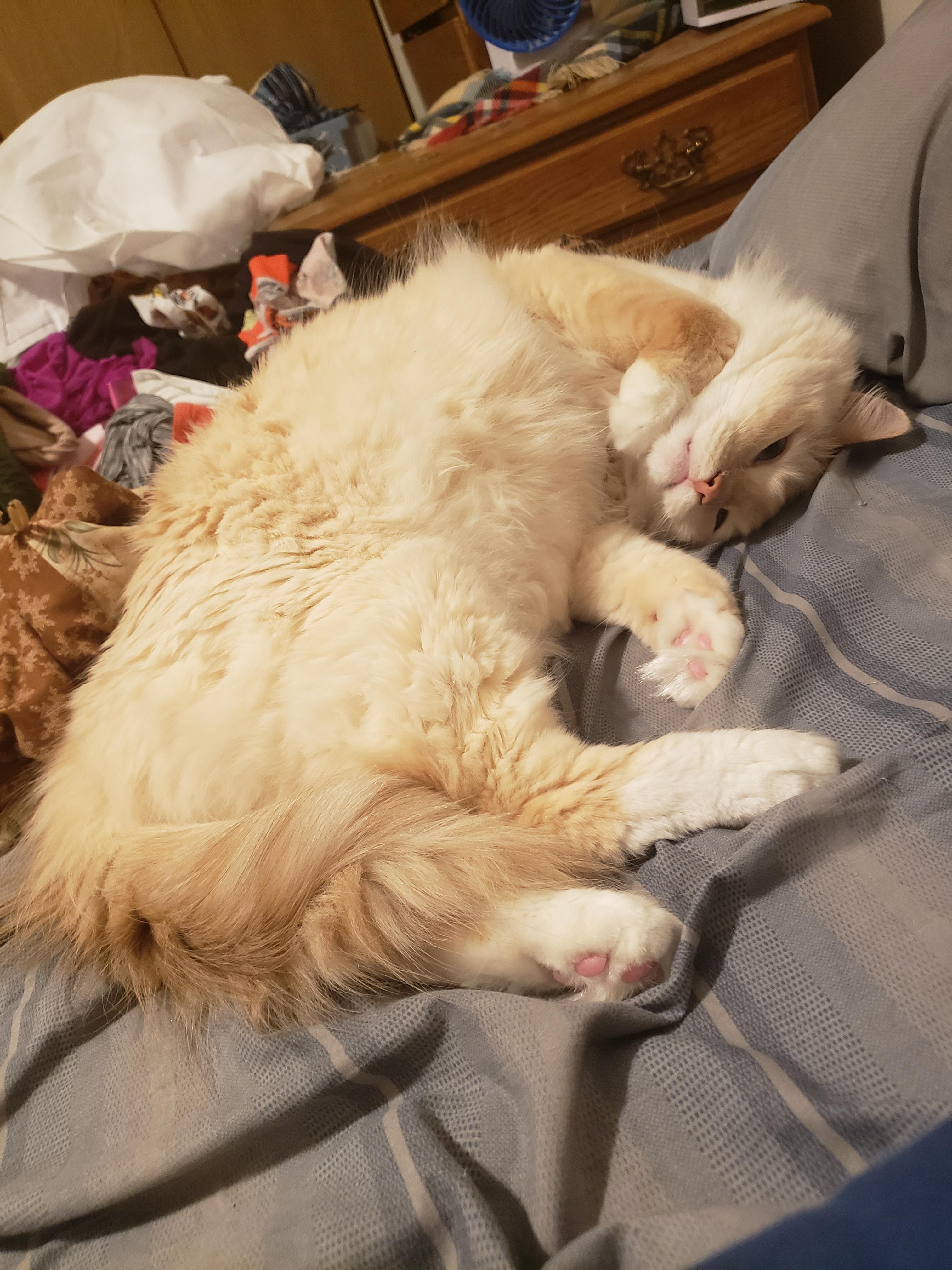 My floofy boy Frankie. | Scrolller