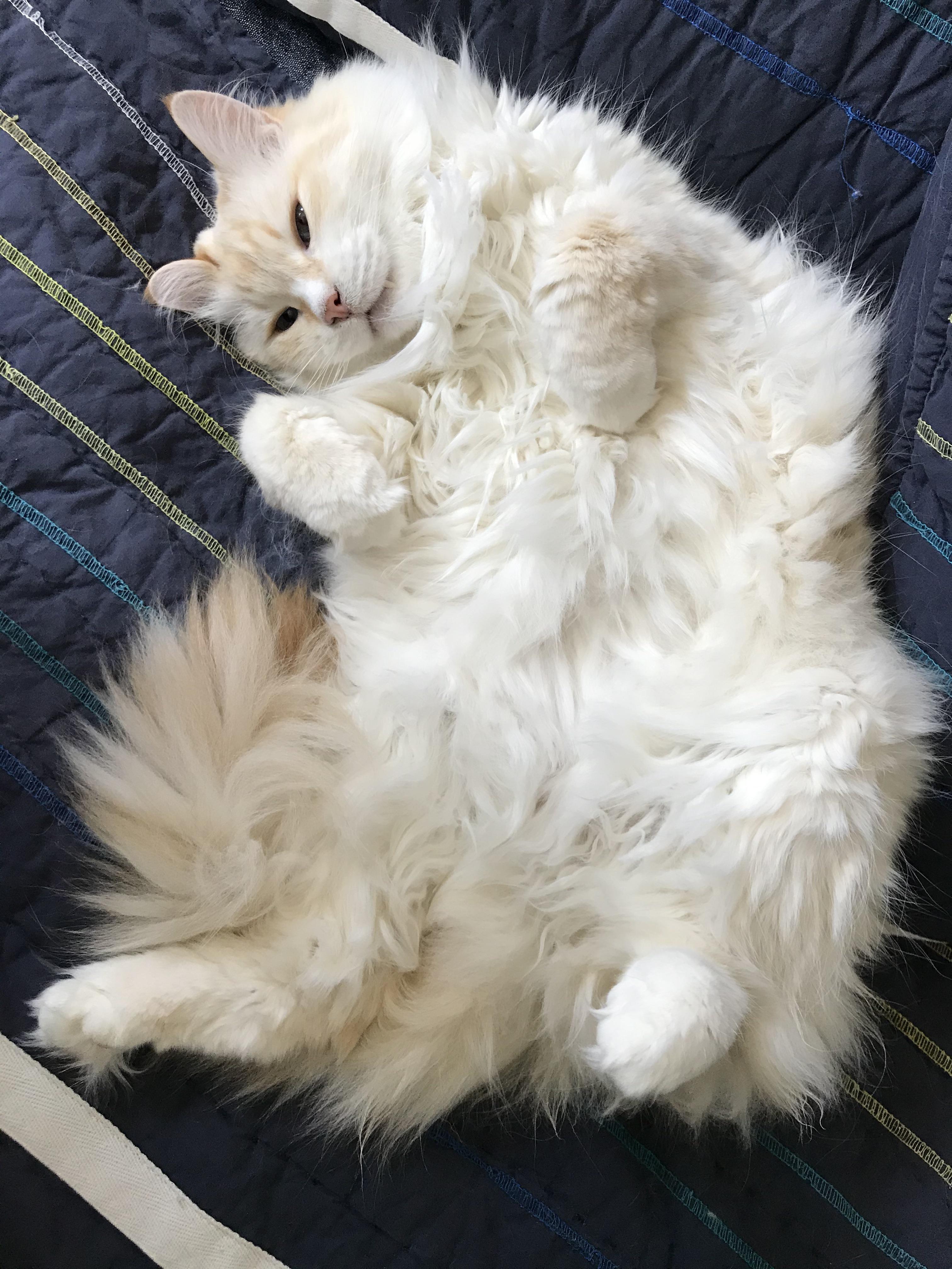 My fluffy baby | Scrolller