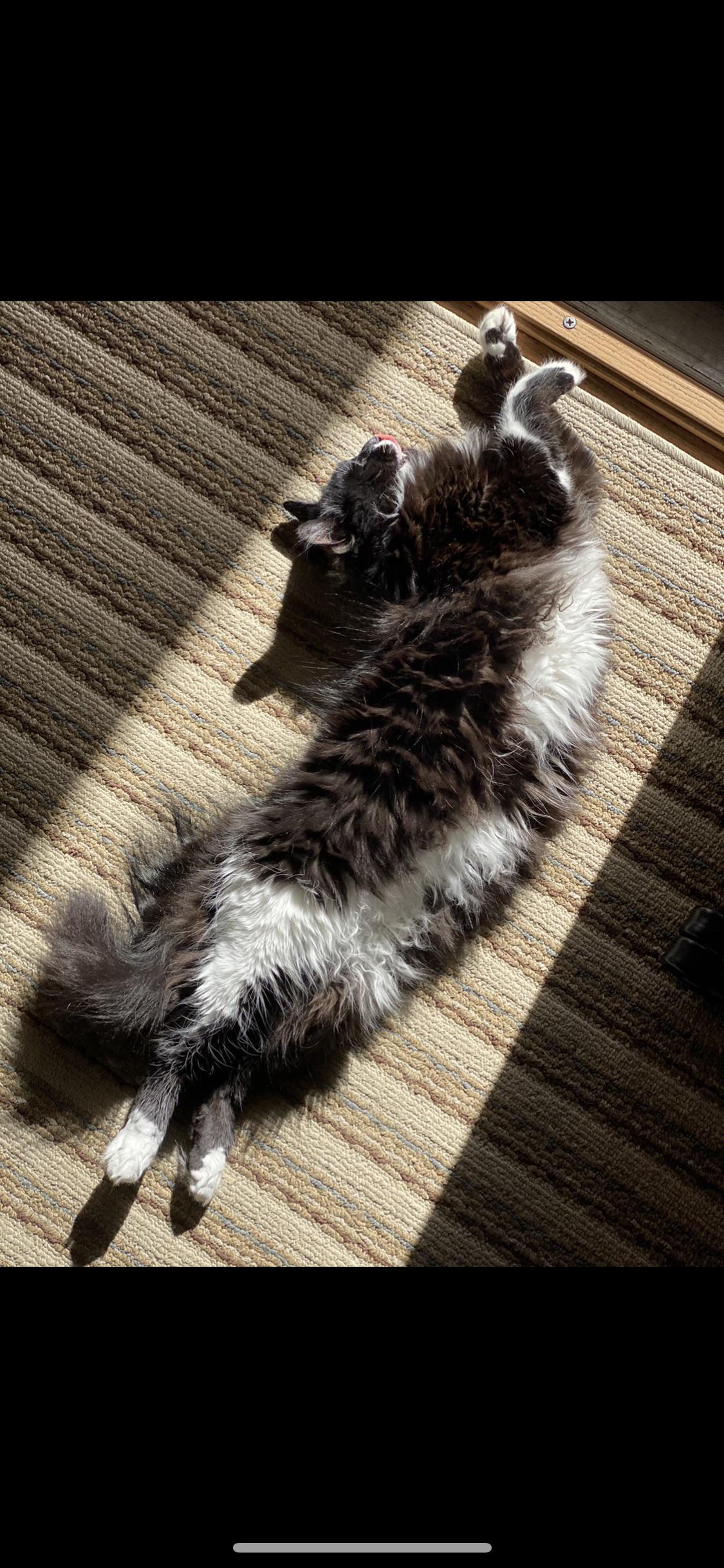 My fluffy girl, Harlequin | Scrolller