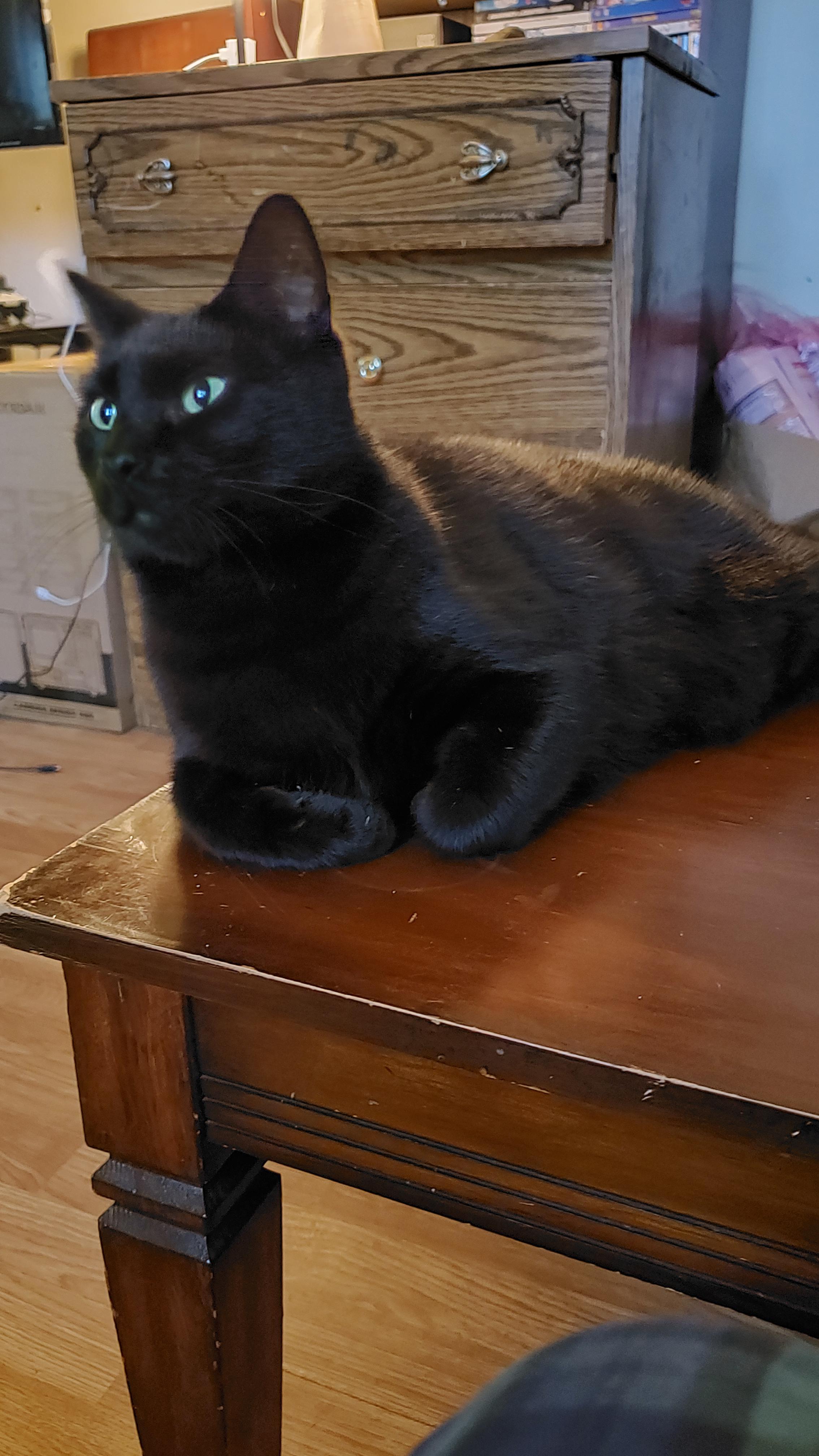 My fluffy void kitty Panther. | Scrolller