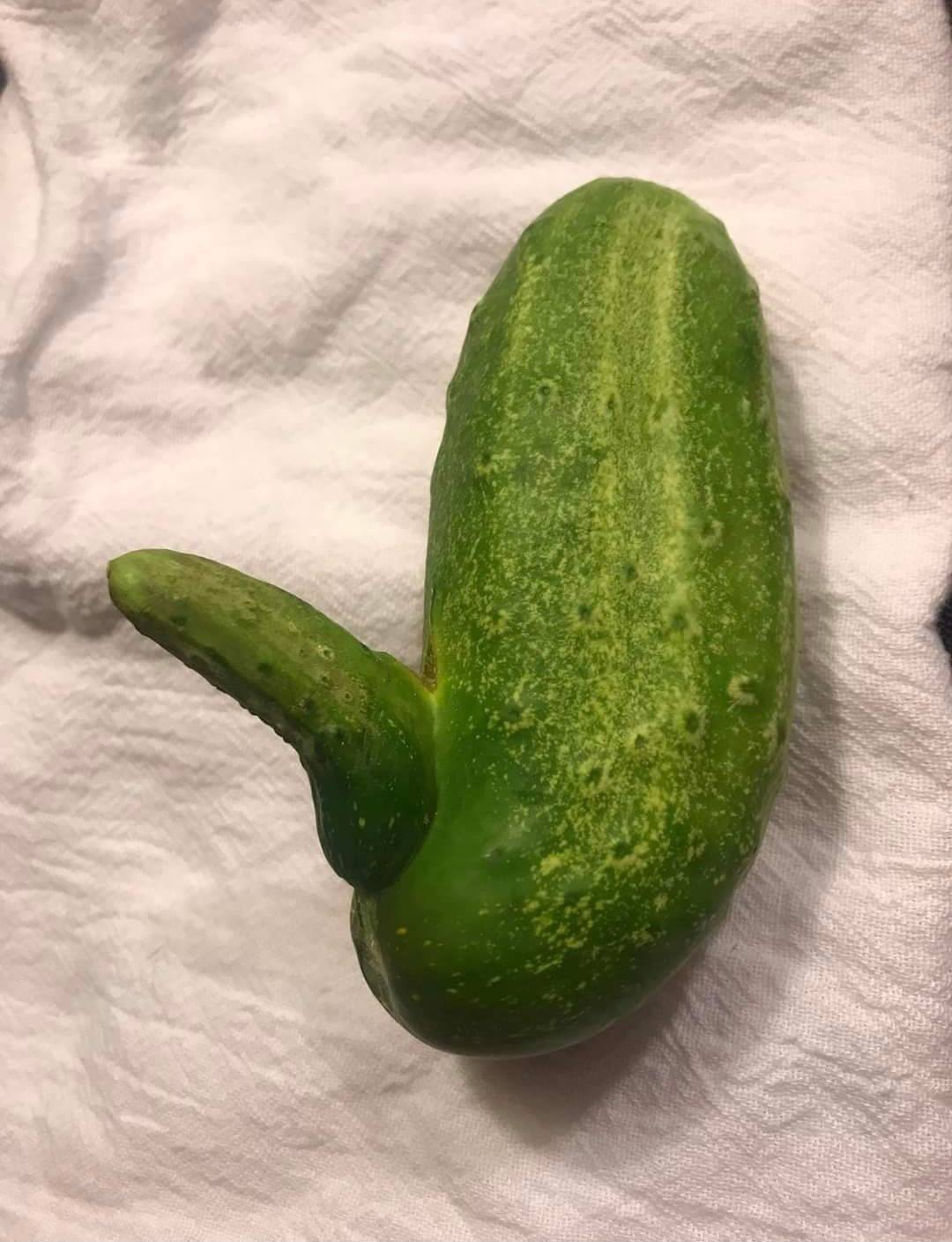 My friend is growing male cucumbers. | Scrolller