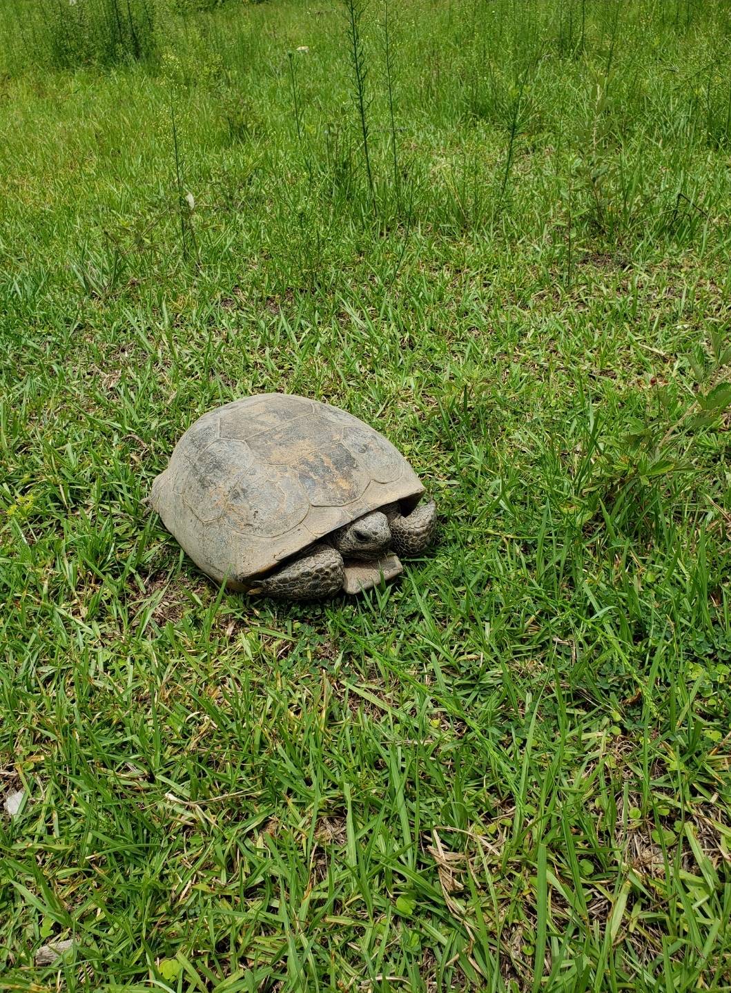 My friendly gopher tortoise neighbor. | Scrolller