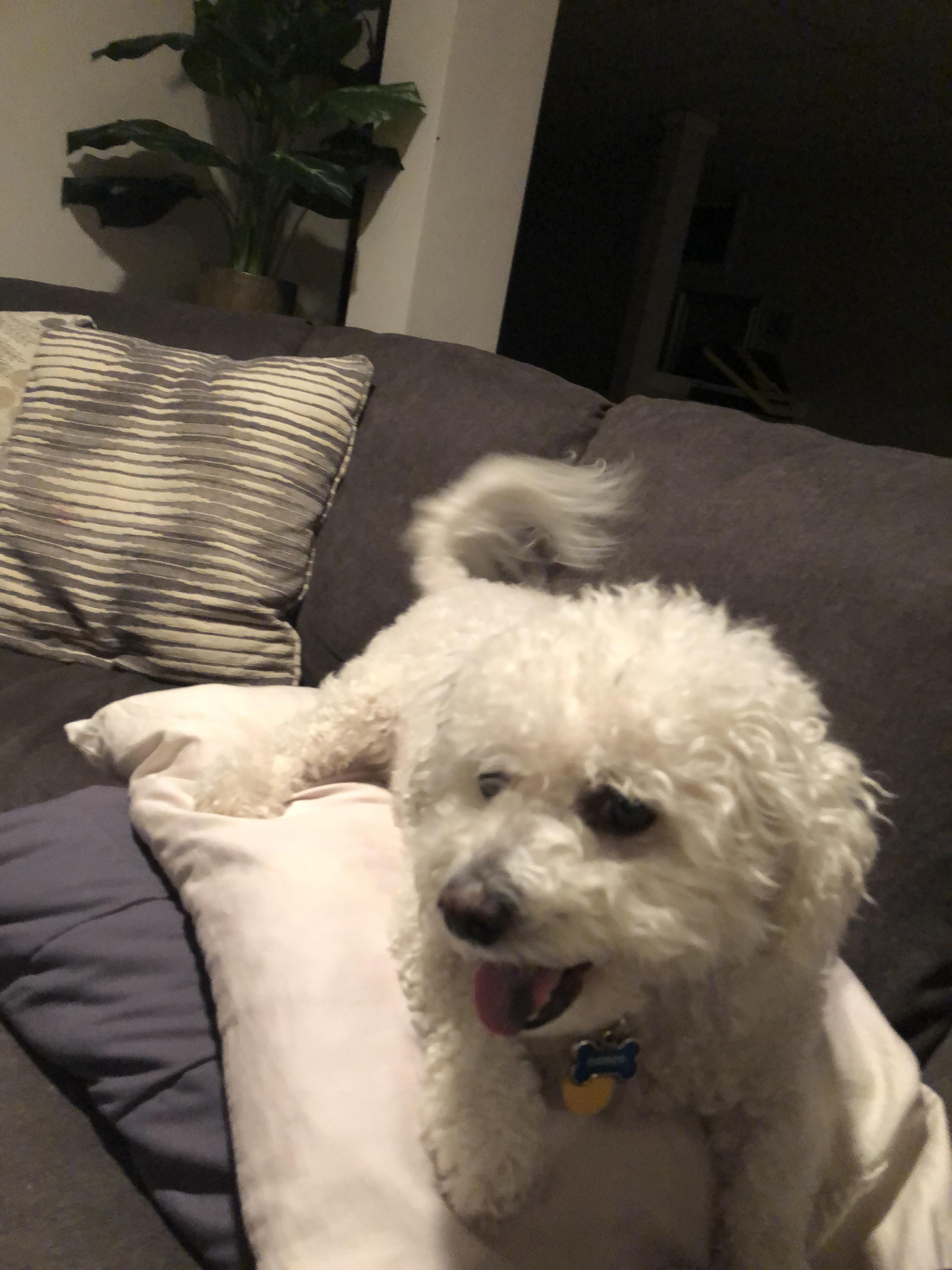 My friends Bichon Frise, Casper | Scrolller
