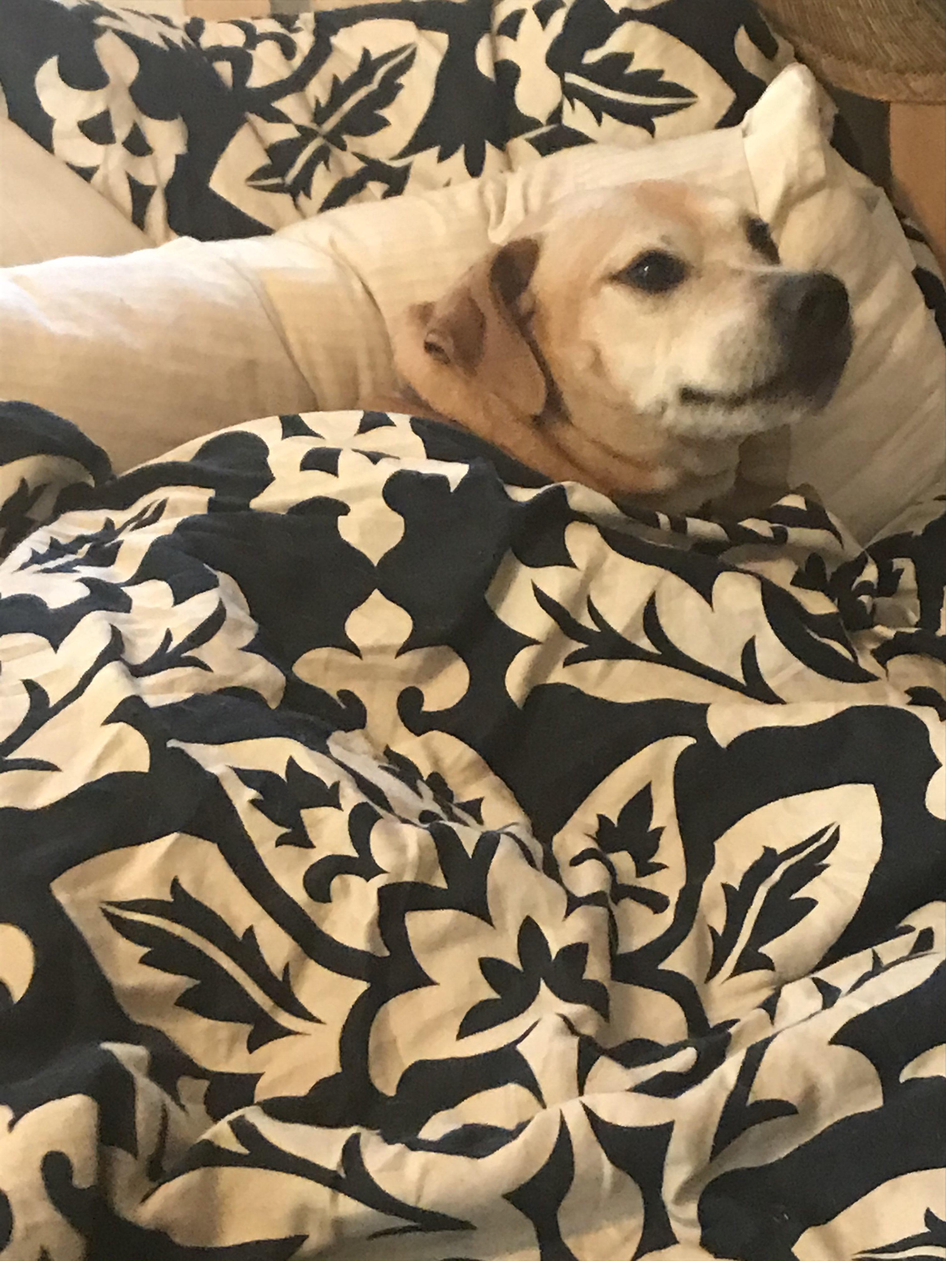 My friend's cozy doggo | Scrolller