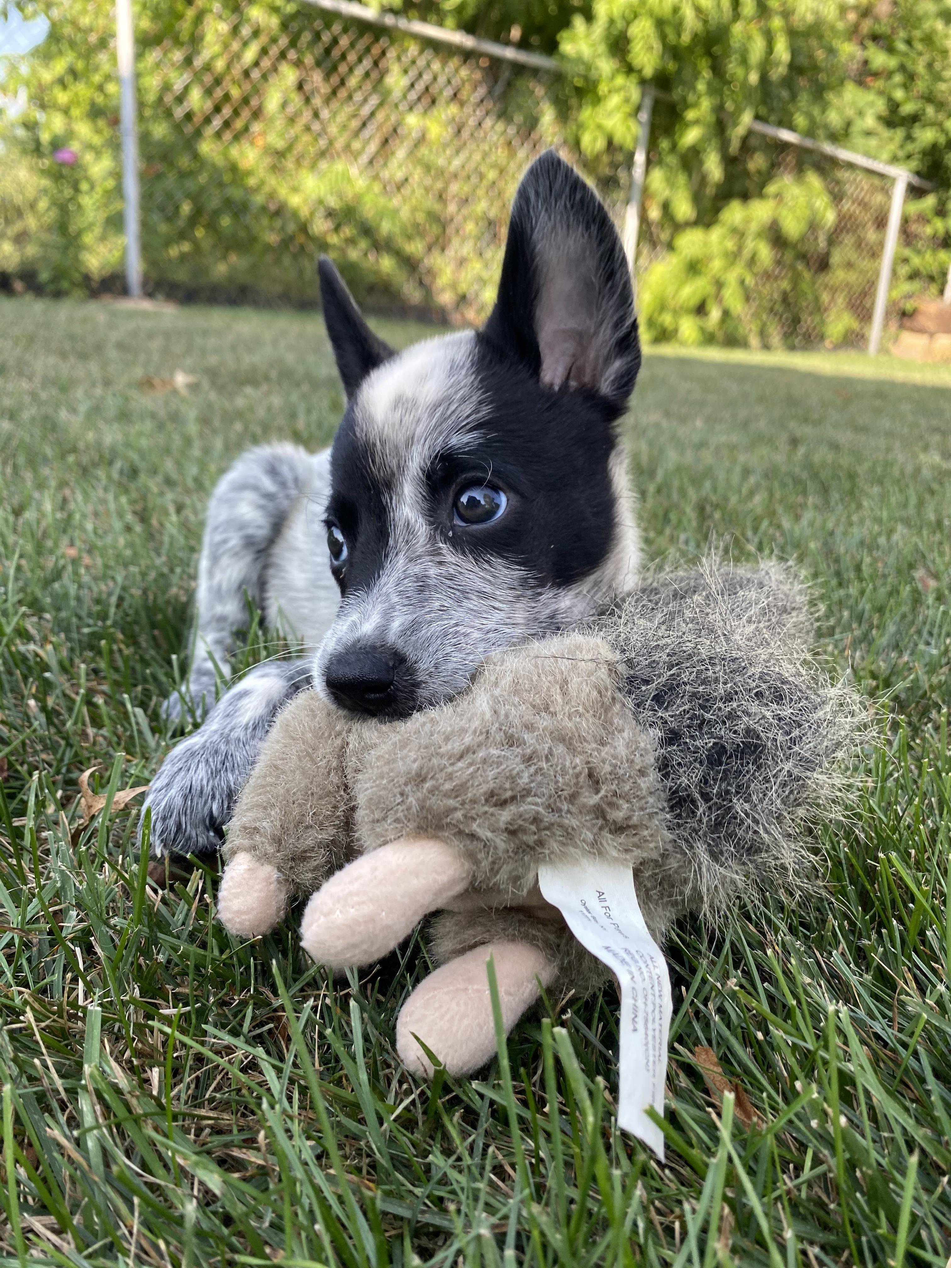 My friends got an Australian cattle pup :) | Scrolller