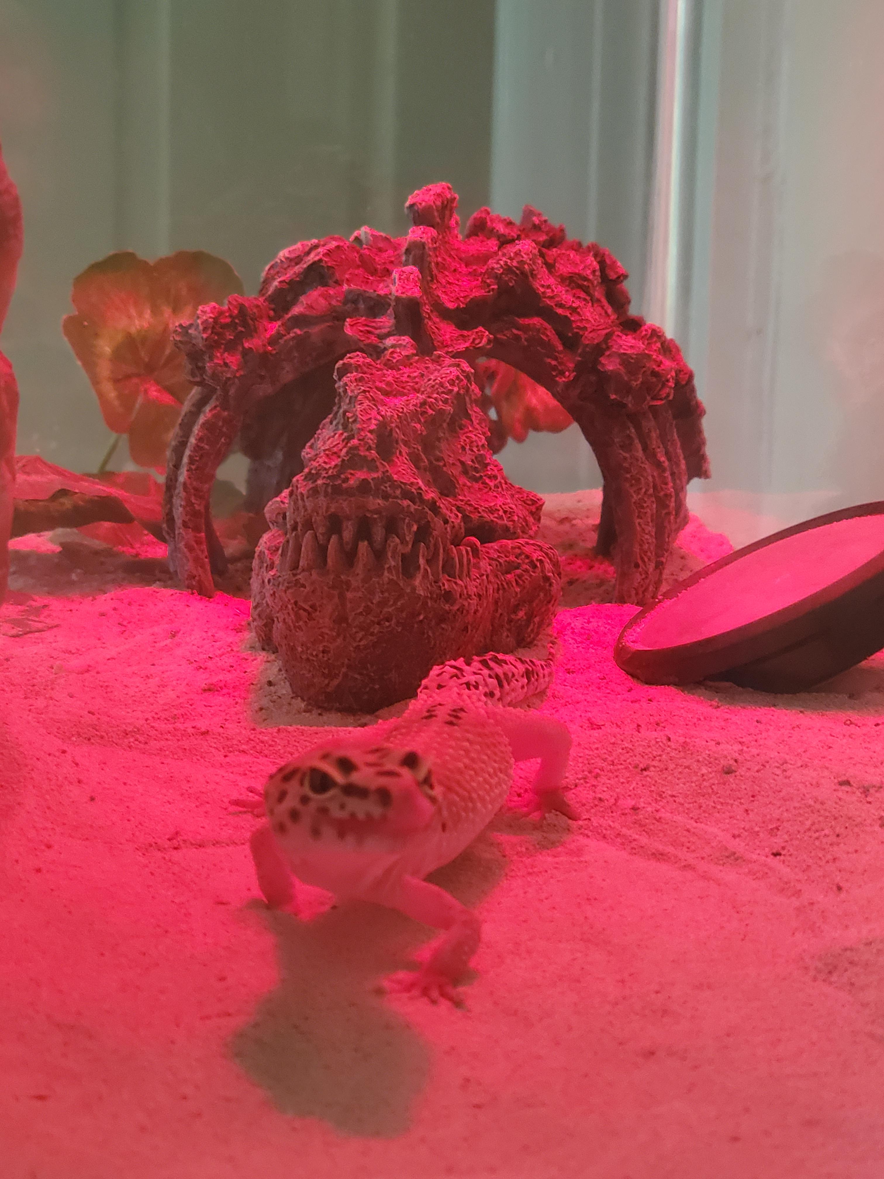 My girl Cheeto 😍 | Scrolller