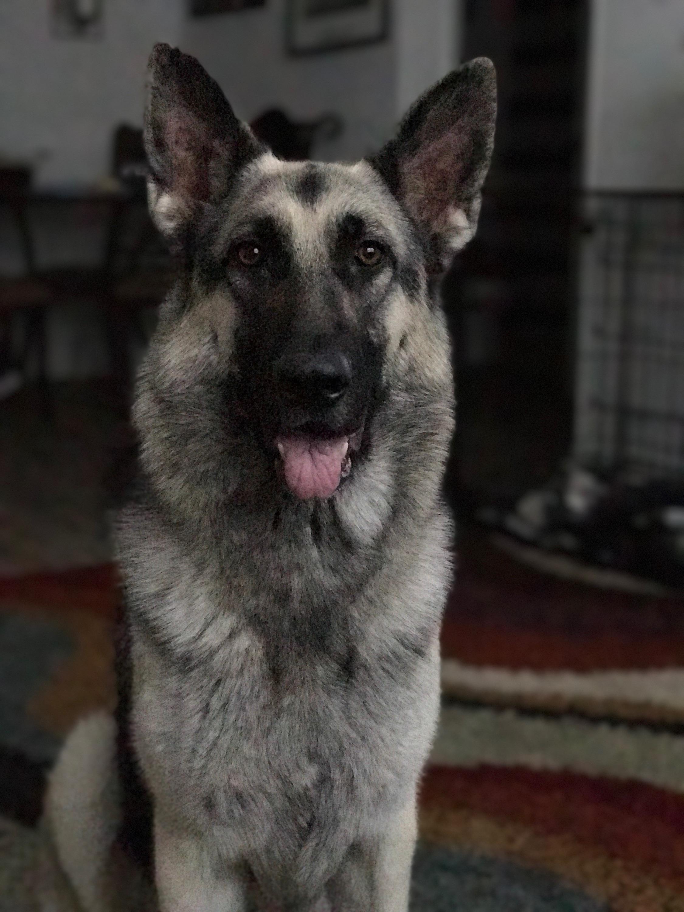 My girl Gypsy | Scrolller