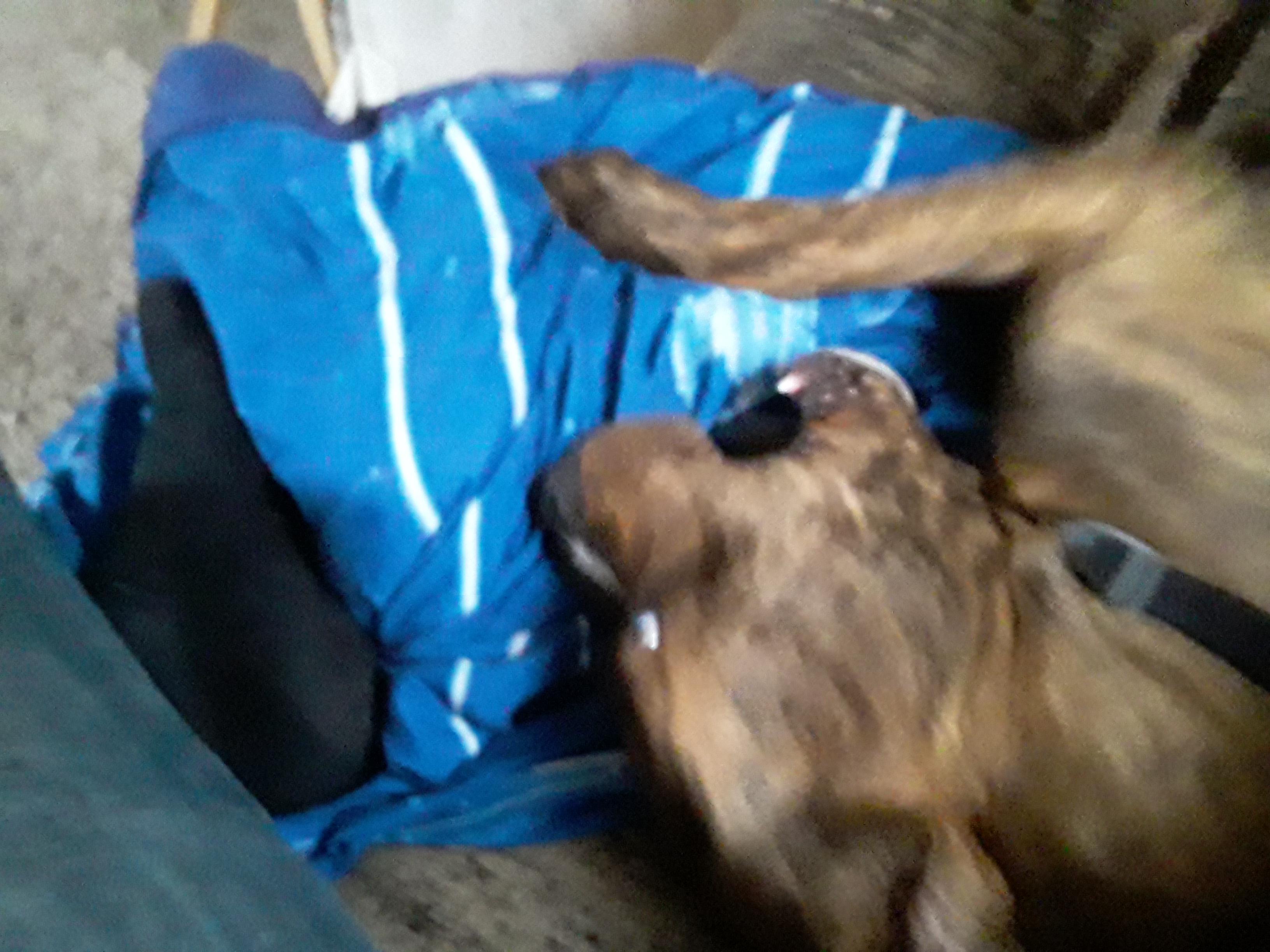 My good boy | Scrolller