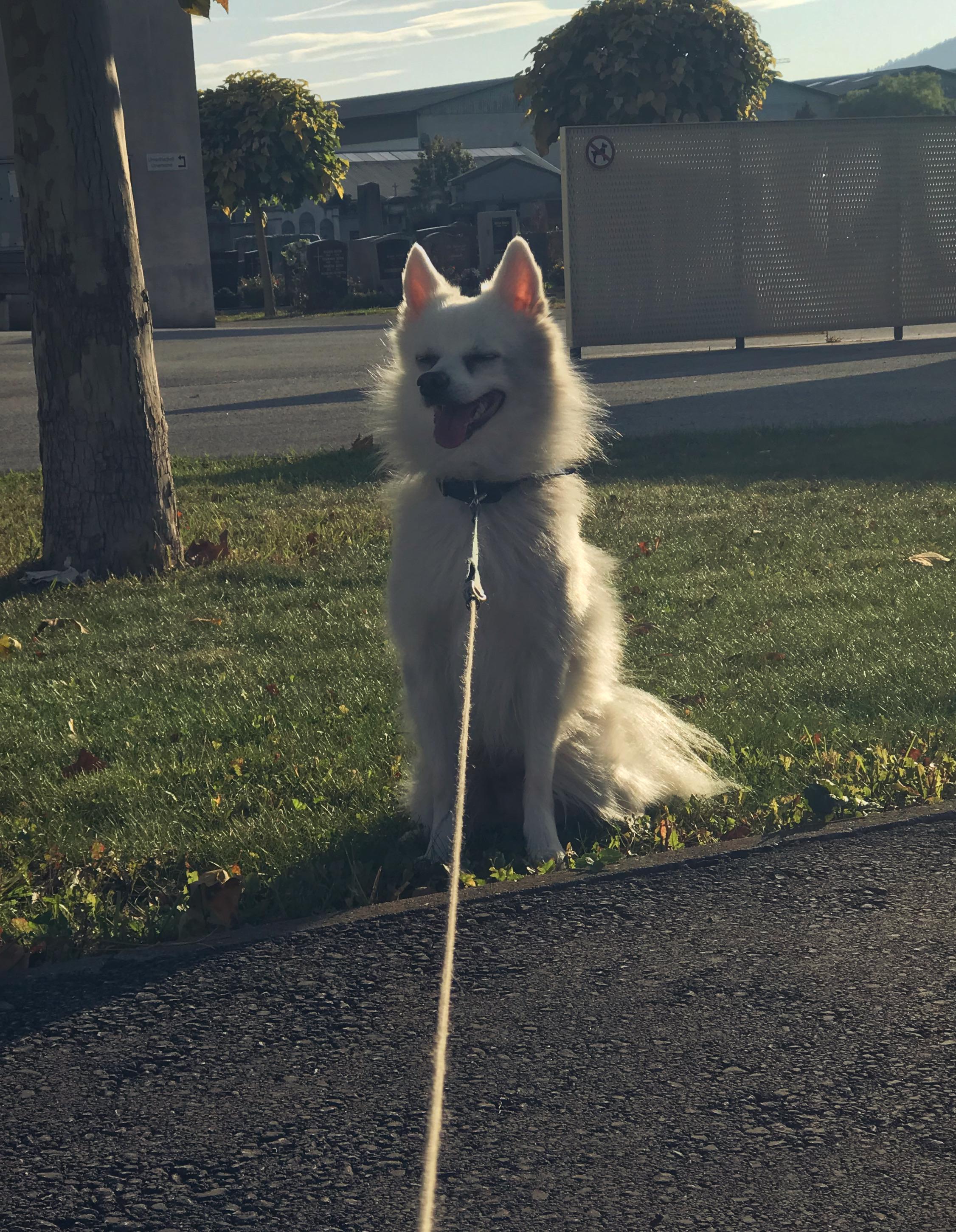 My goodboy smiling at all your goodboys. | Scrolller