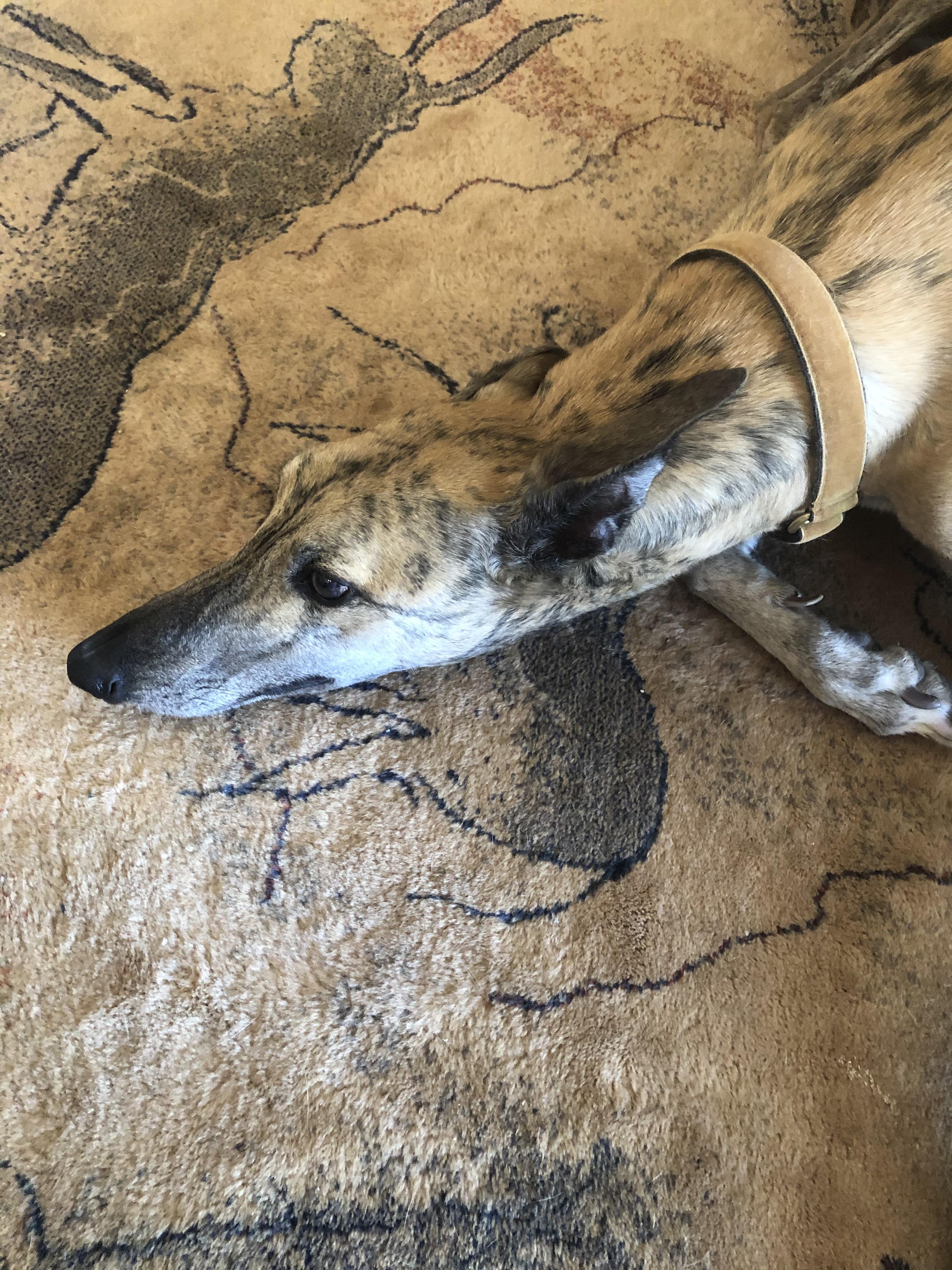 My greyhound has a foot growing out of his neck! | Scrolller