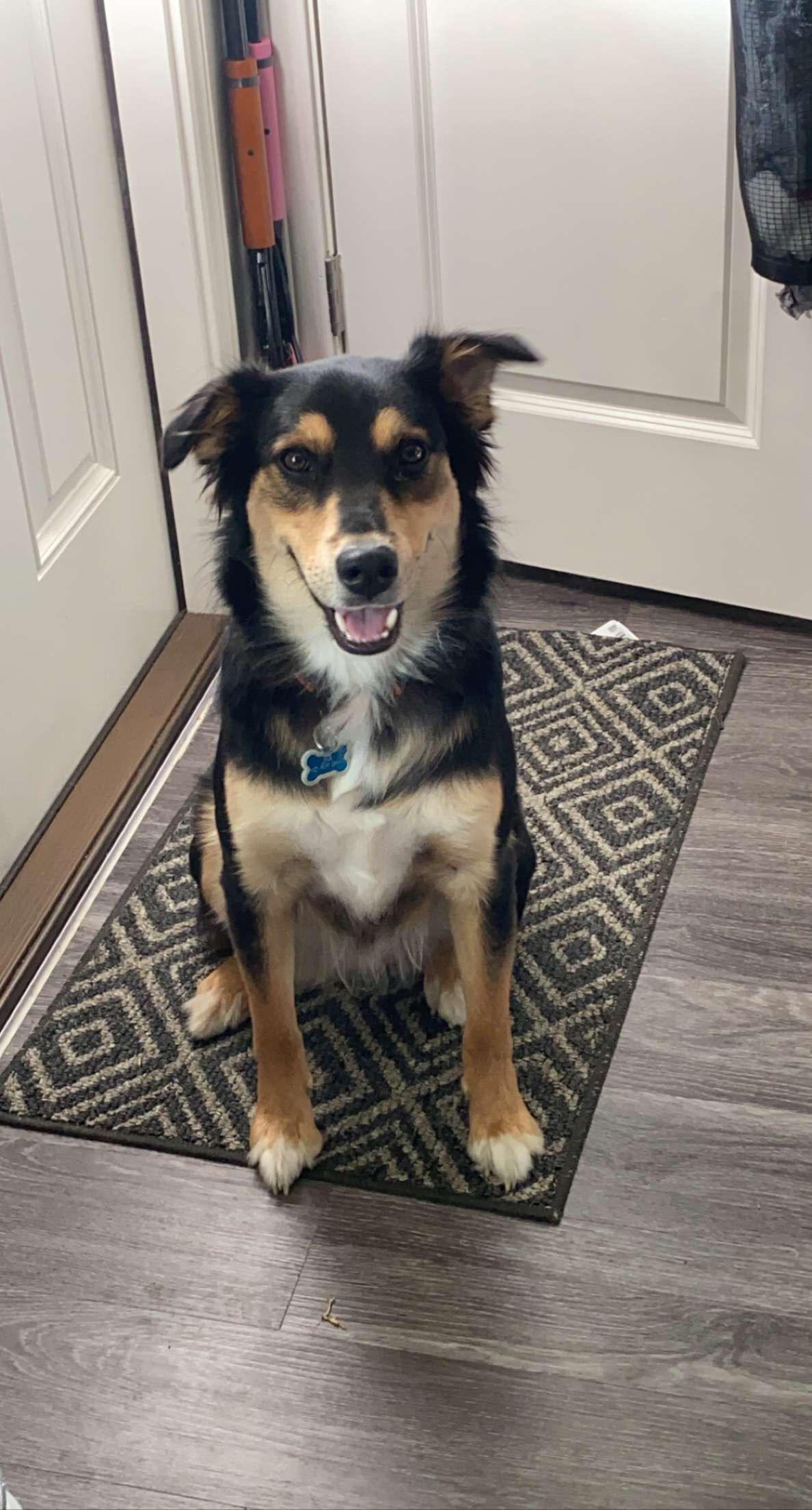 My GSD border Collie mix, Jinx. The goodest boy | Scrolller