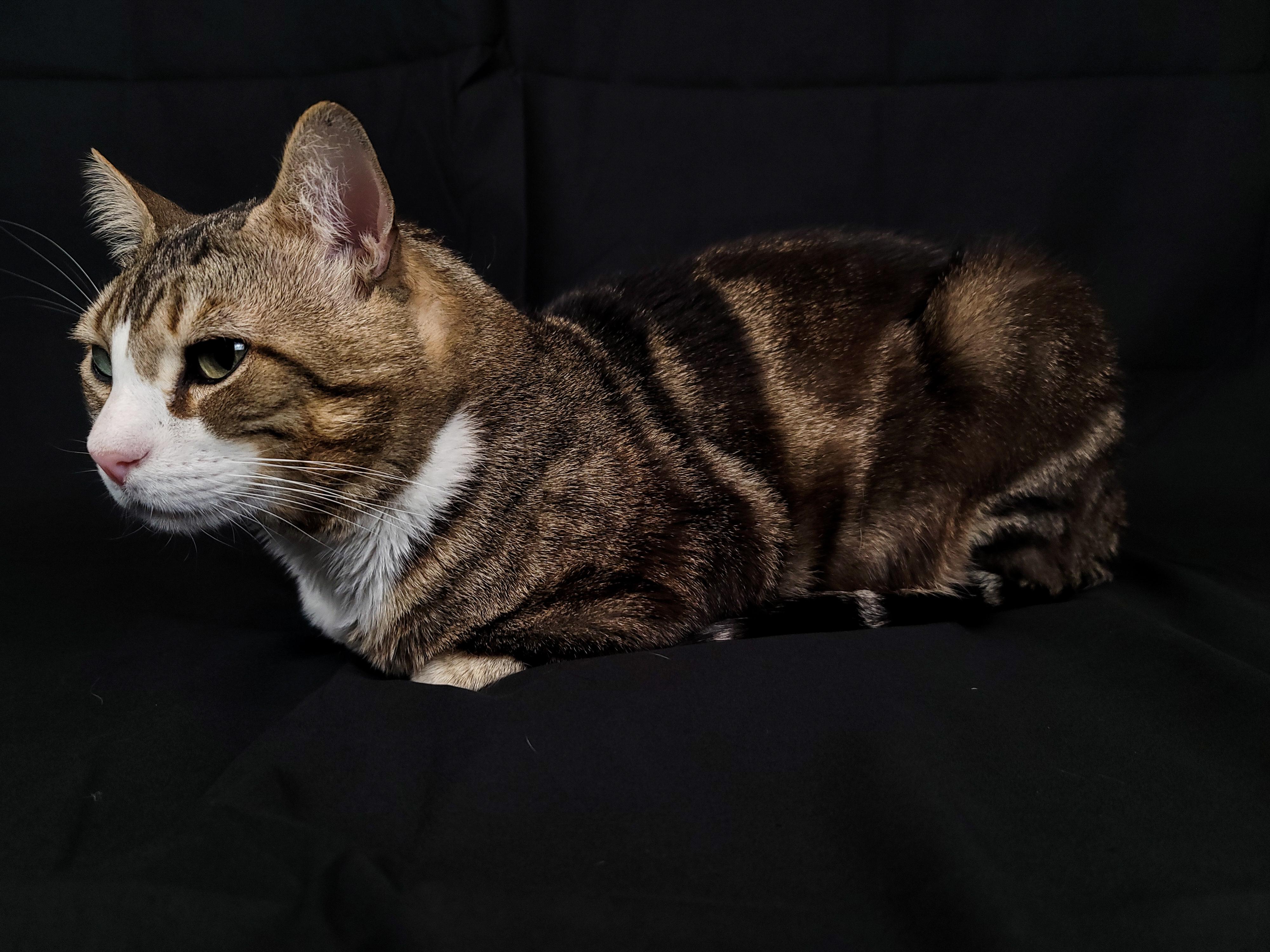 My handsome boy Alucard | Scrolller