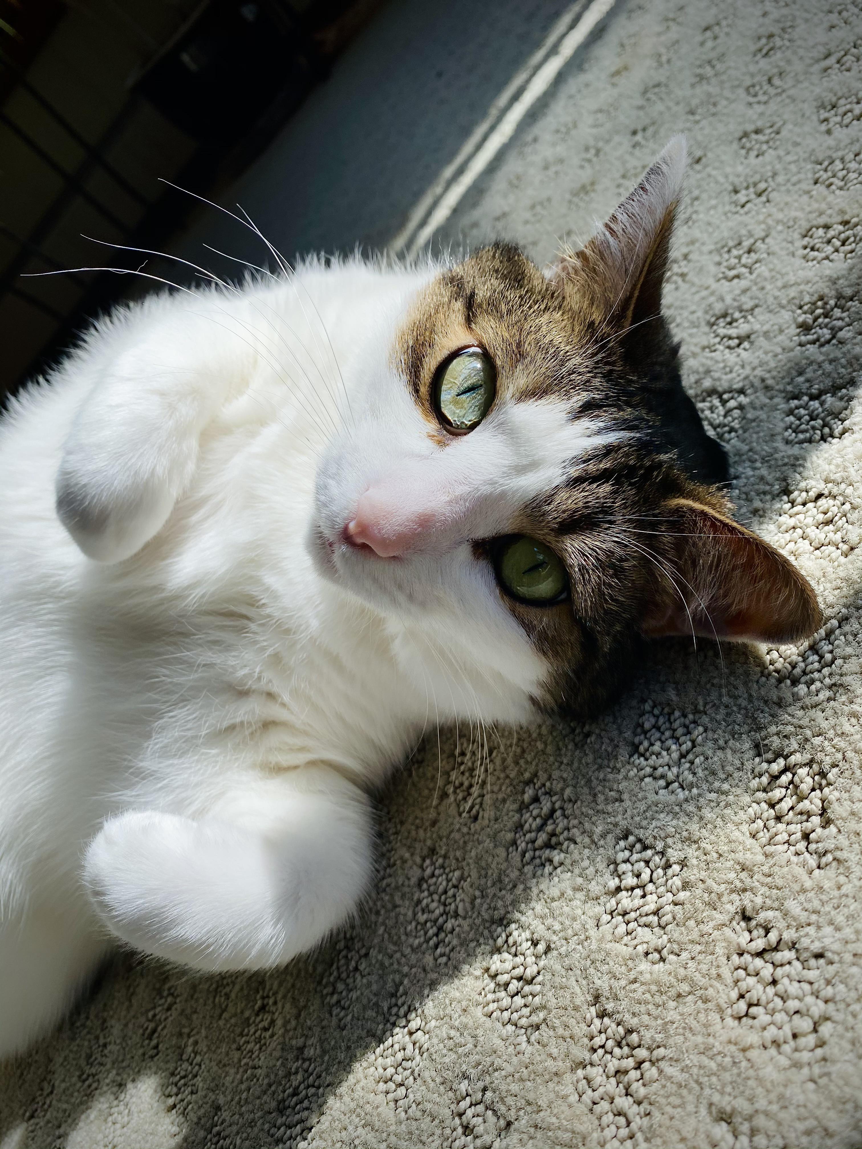 My handsome boy decided to pose for me in by his favorite spot in the sun! | Scrolller