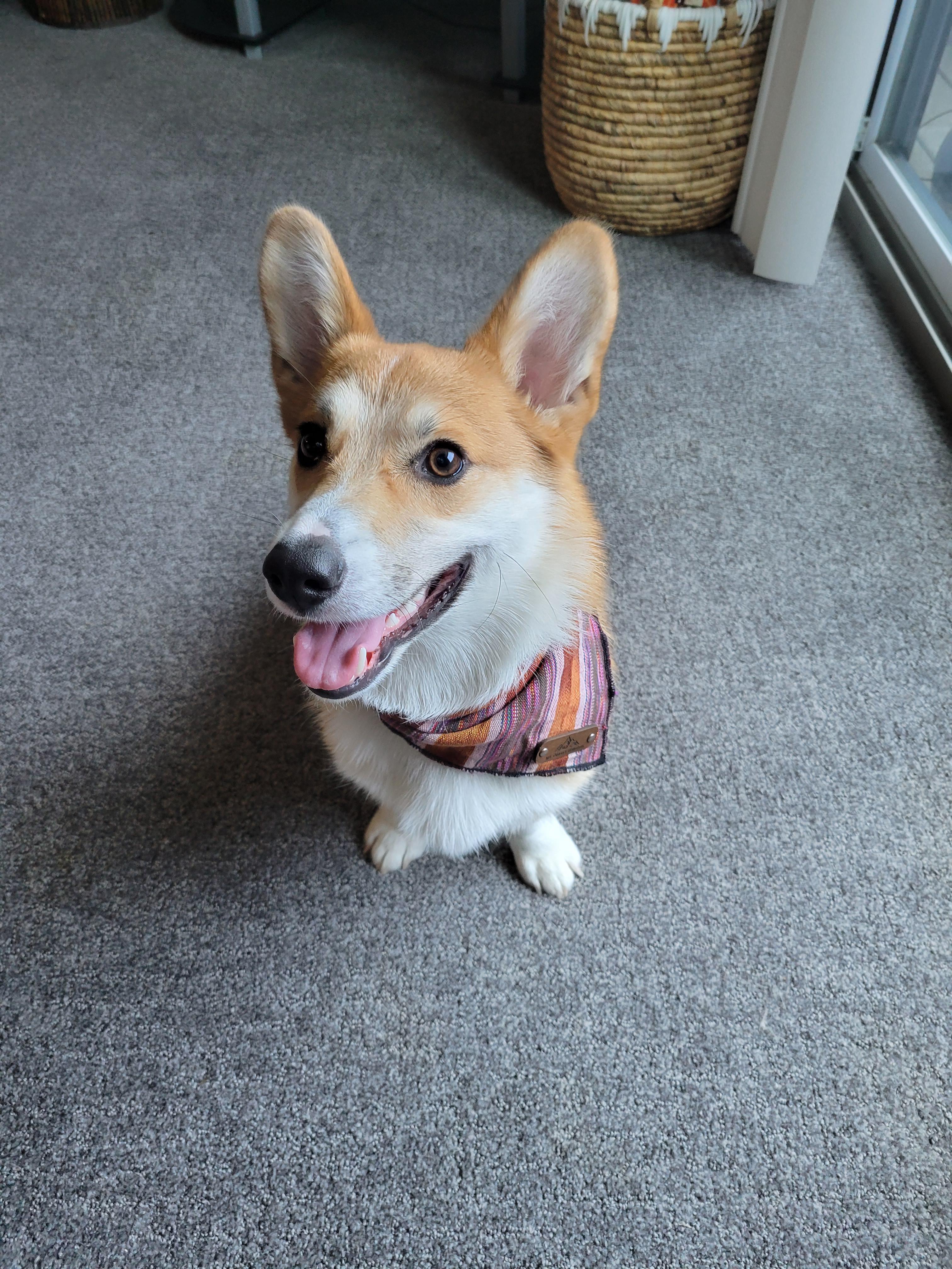 My handsome boy, Mango 😊 | Scrolller