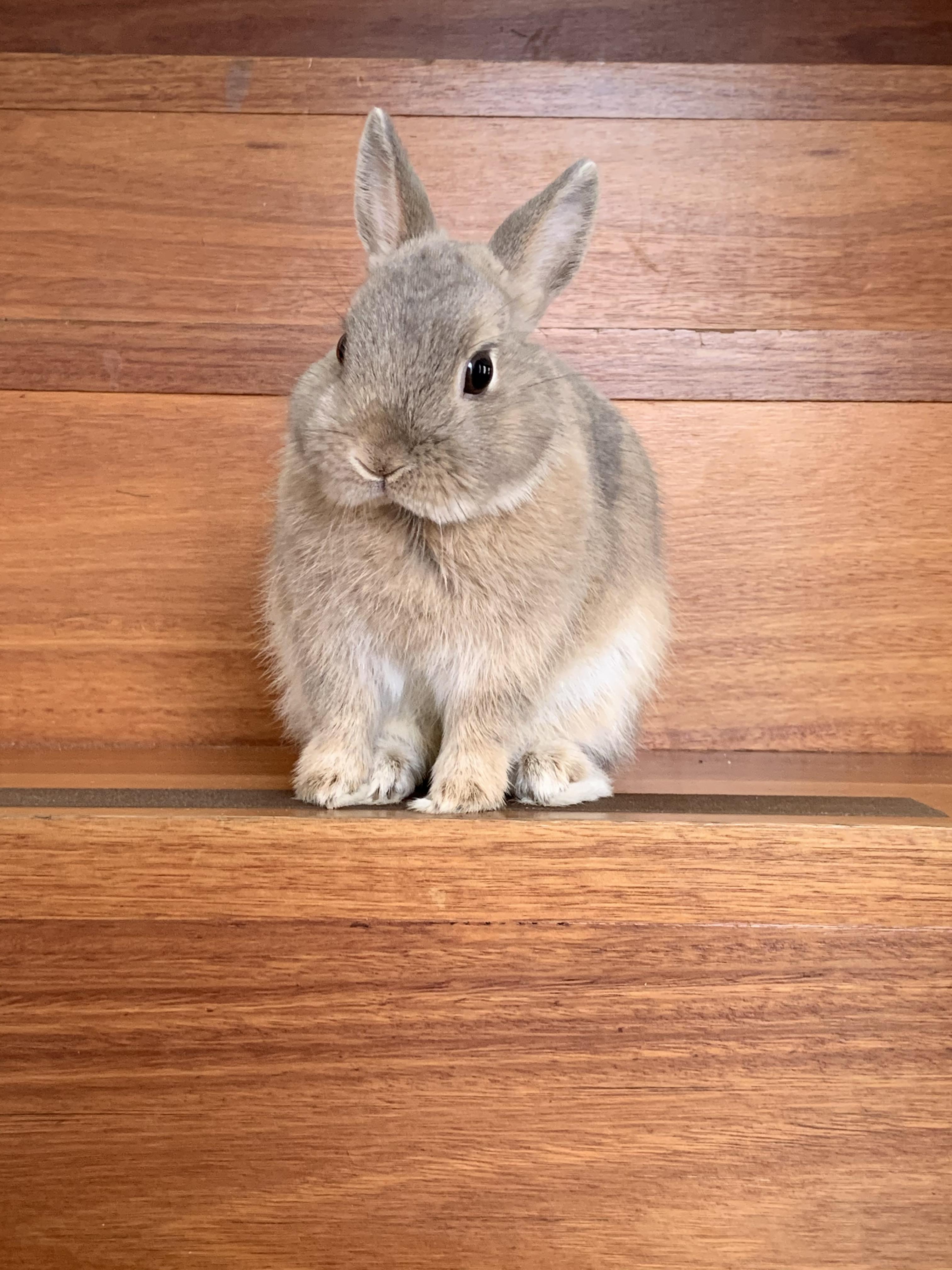 My handsome little Netherland Dwarf, Benjy | Scrolller