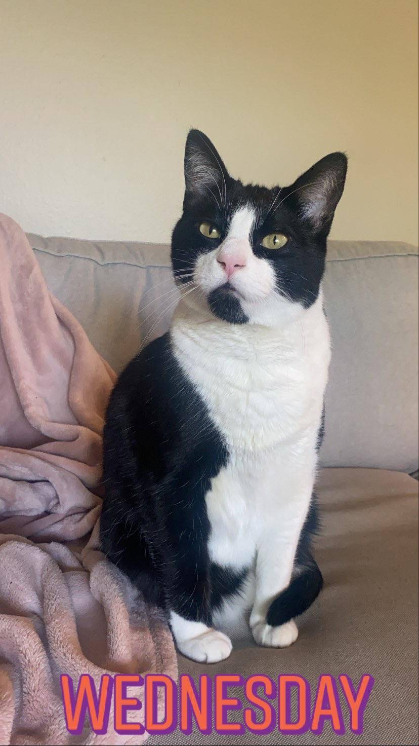 My handsome man, Scout | Scrolller