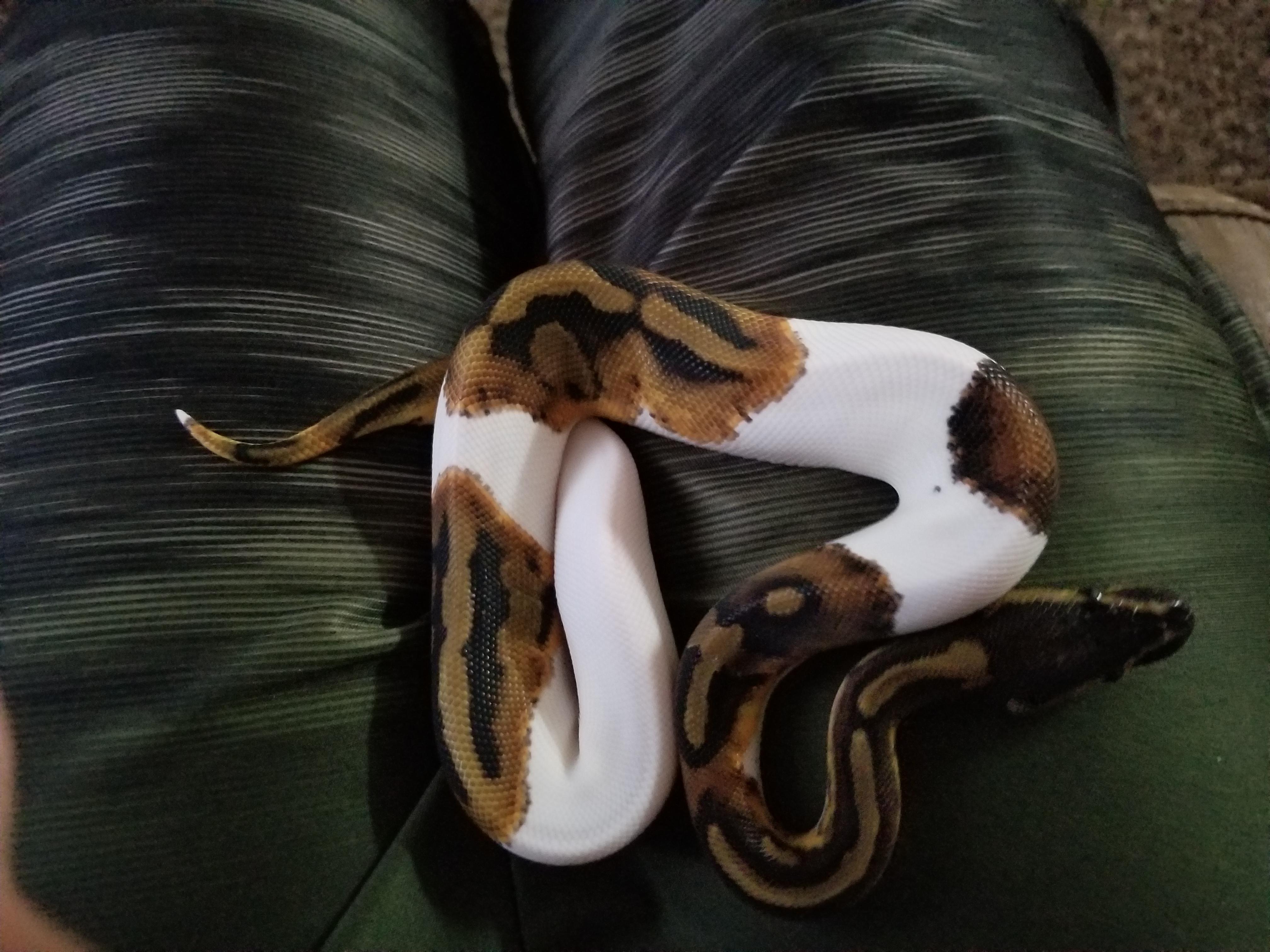 My handsome piebald ball python. His name is Hades. | Scrolller