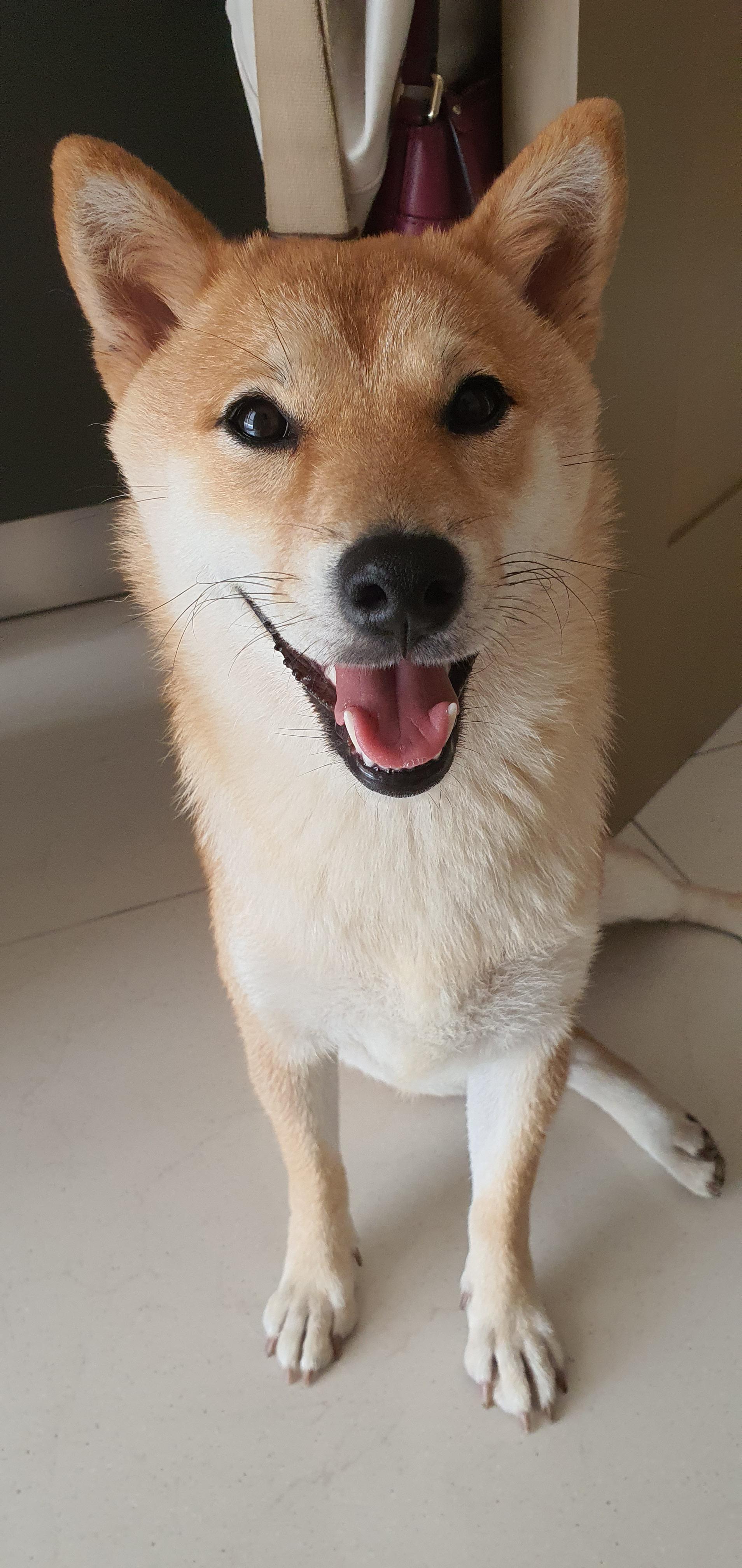 My happy shibe girl | Scrolller