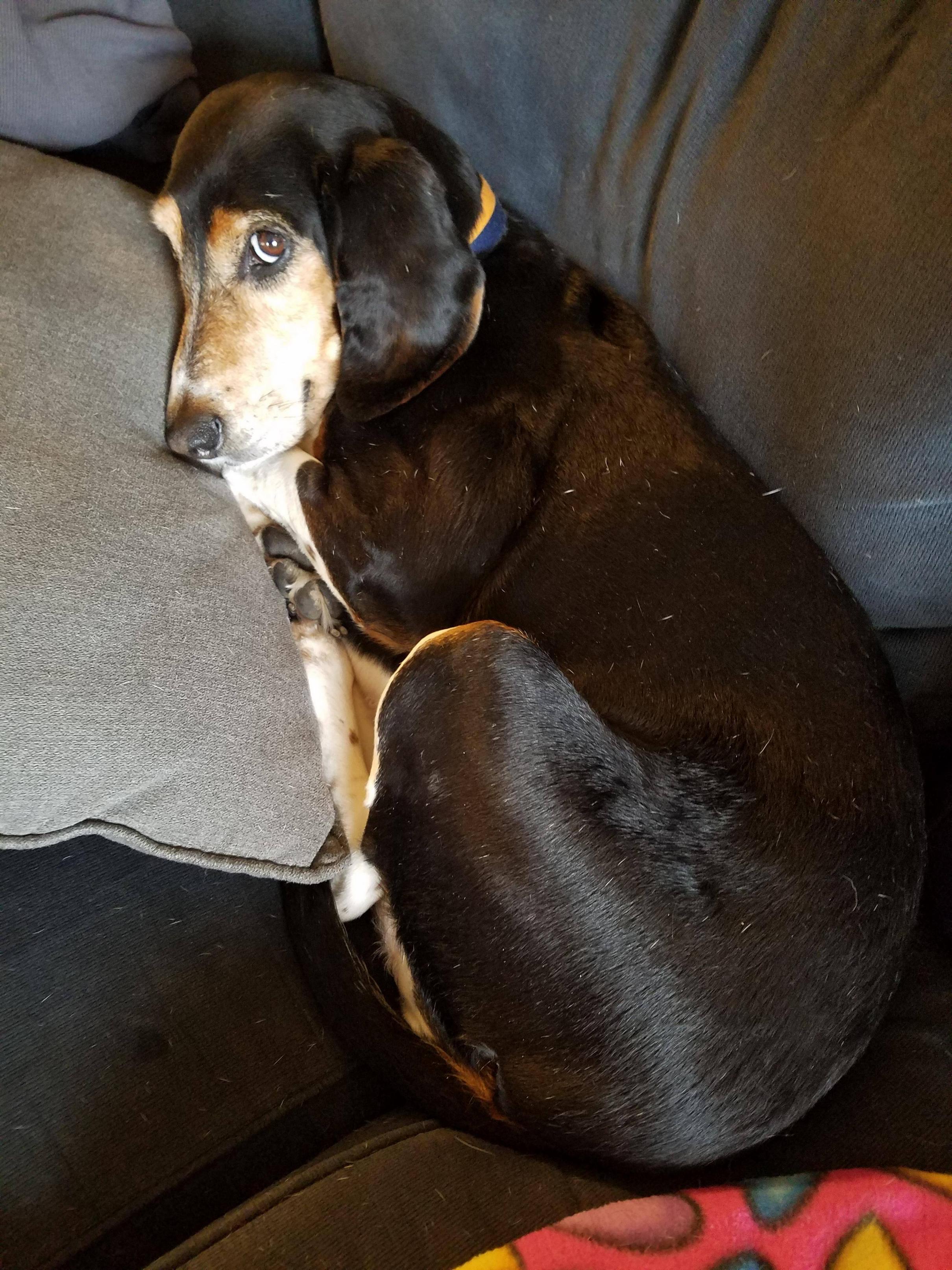 My hound finally turned into a loaf! | Scrolller