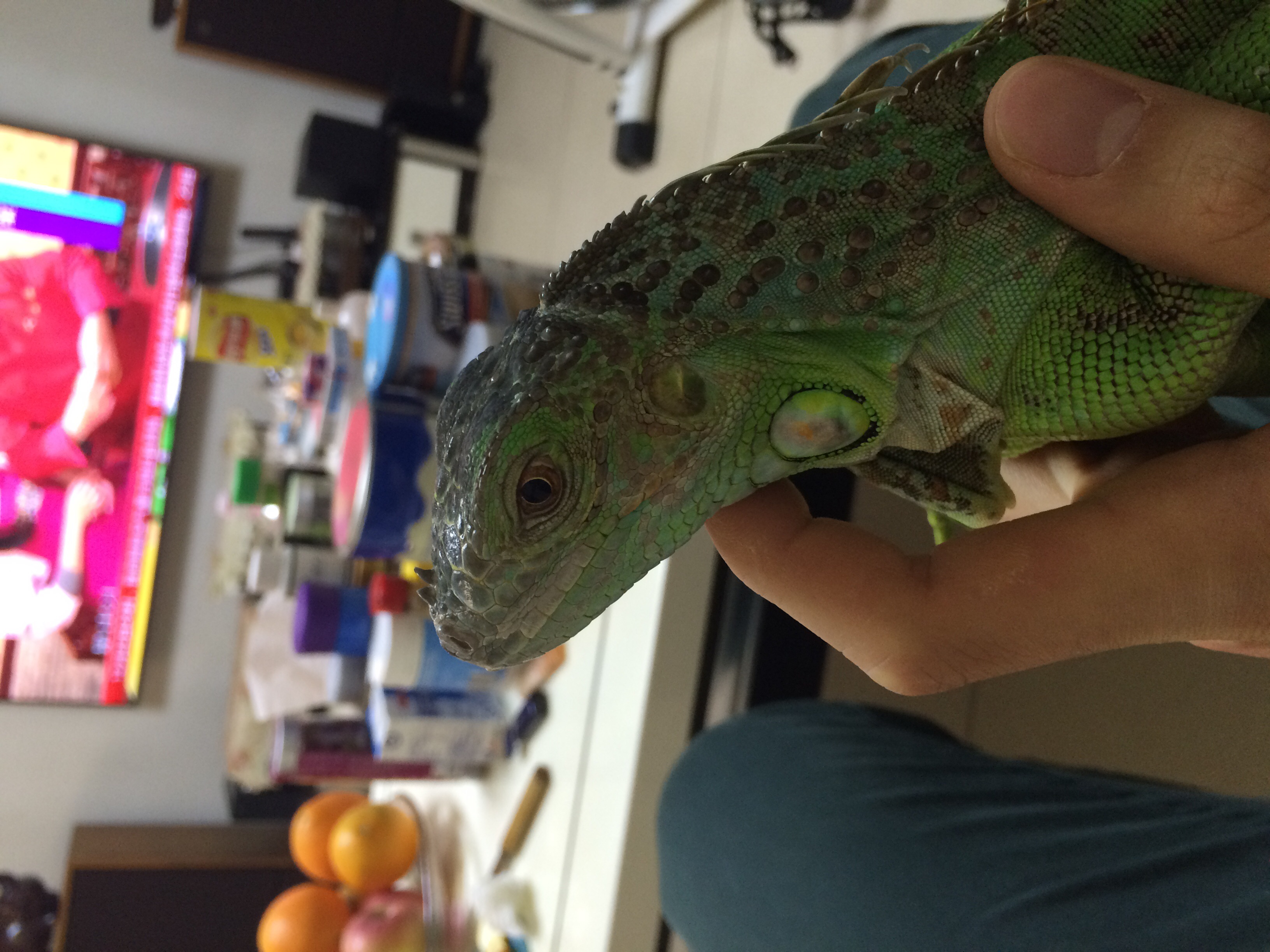 My Iguana!!!!! | Scrolller