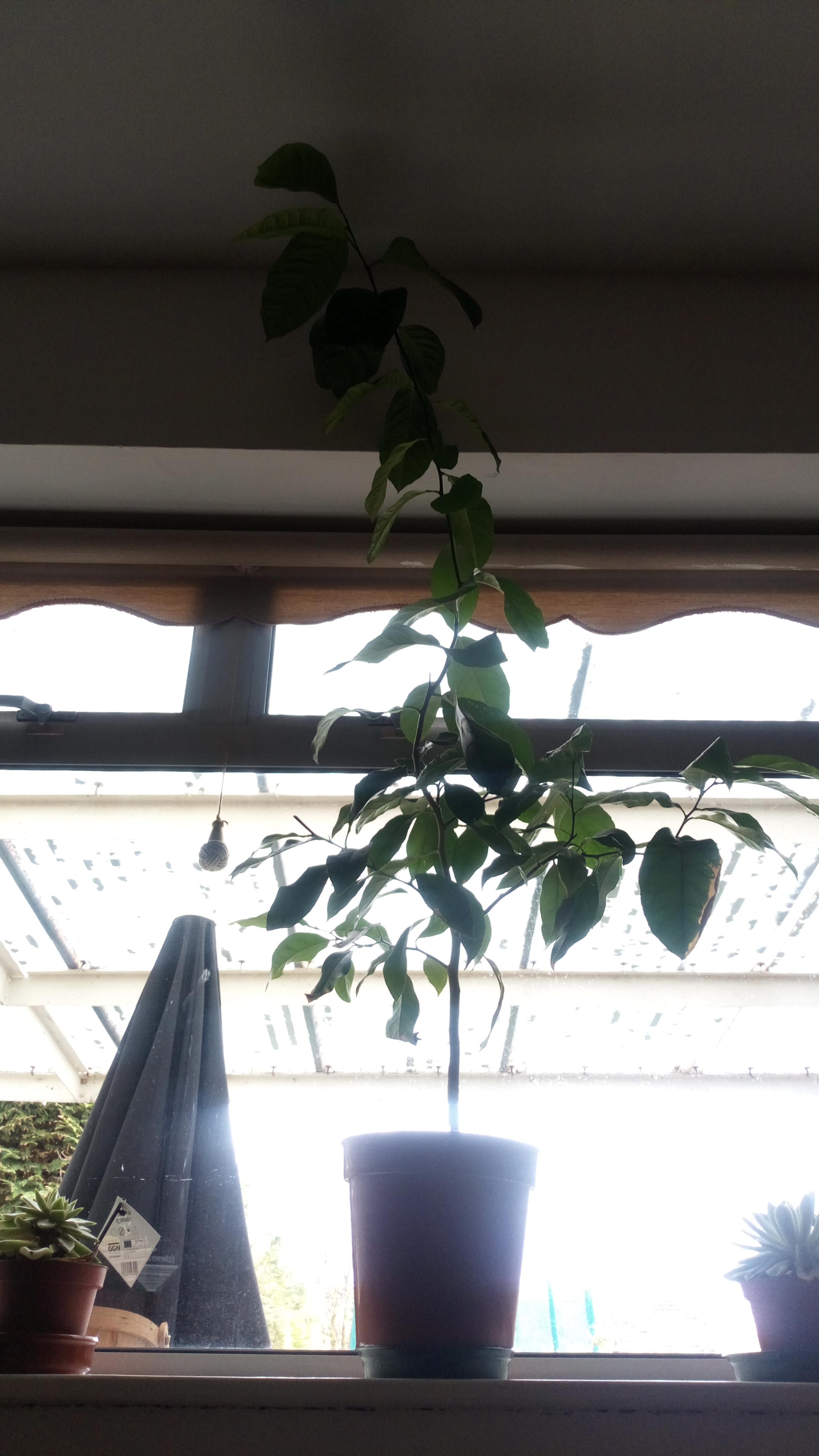 My indoor lemon tree is currently 1.4 meters tall!!!! Anyone with lemon tree care experience ...