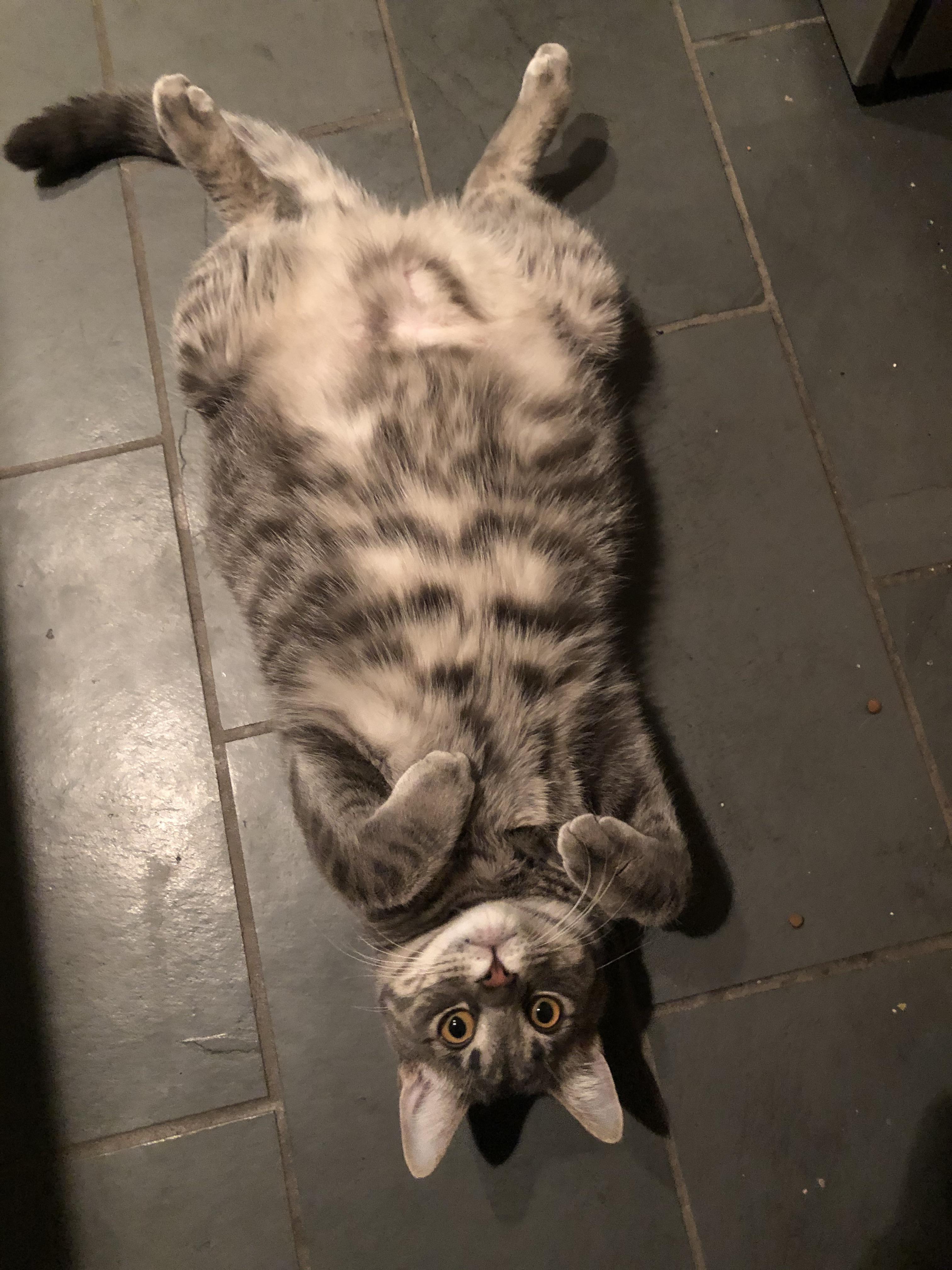 My kitchen “helper”, he does this in front of the stove when I’m trying to cook | Scrolller