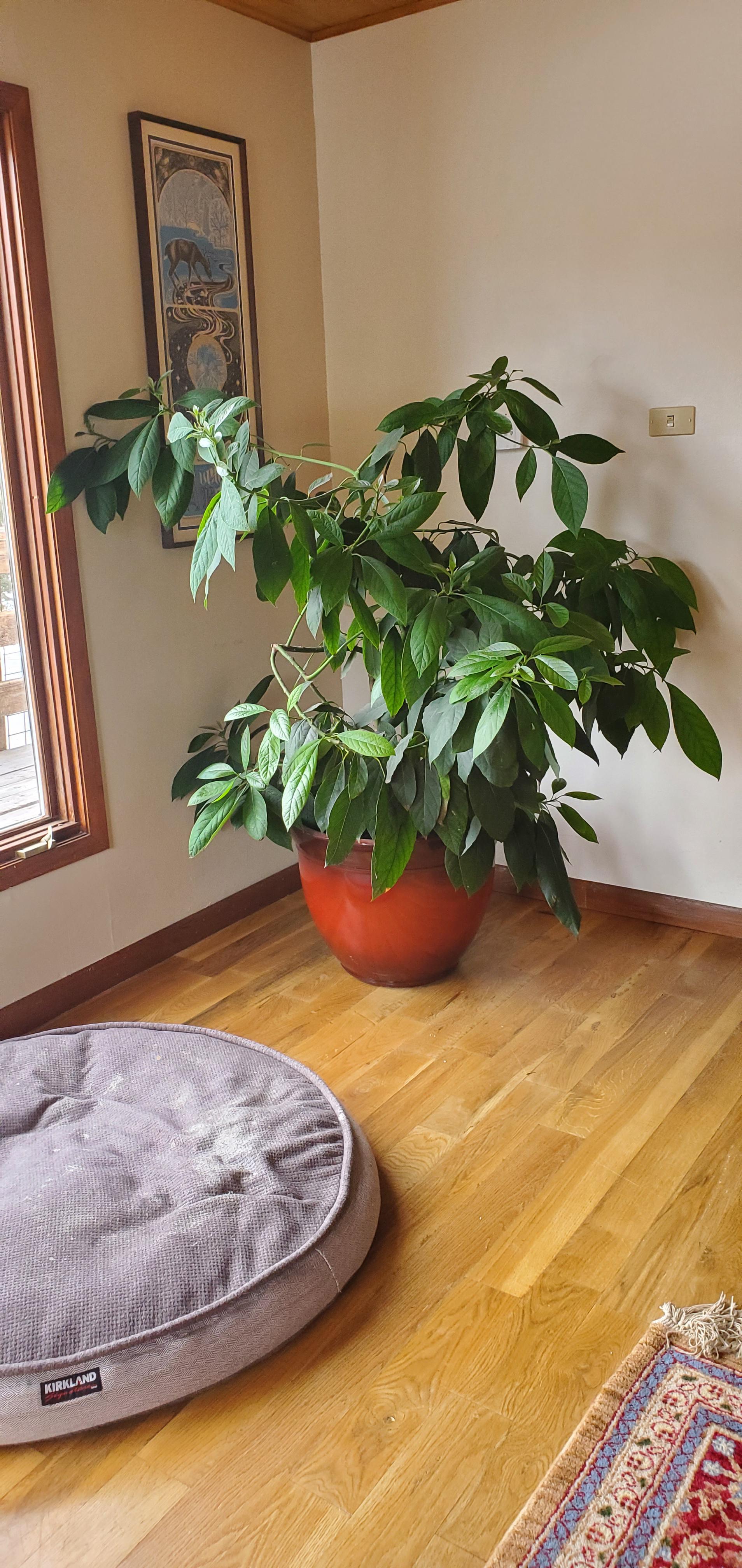 My large 6 y/o bonsai avacado tree | Scrolller