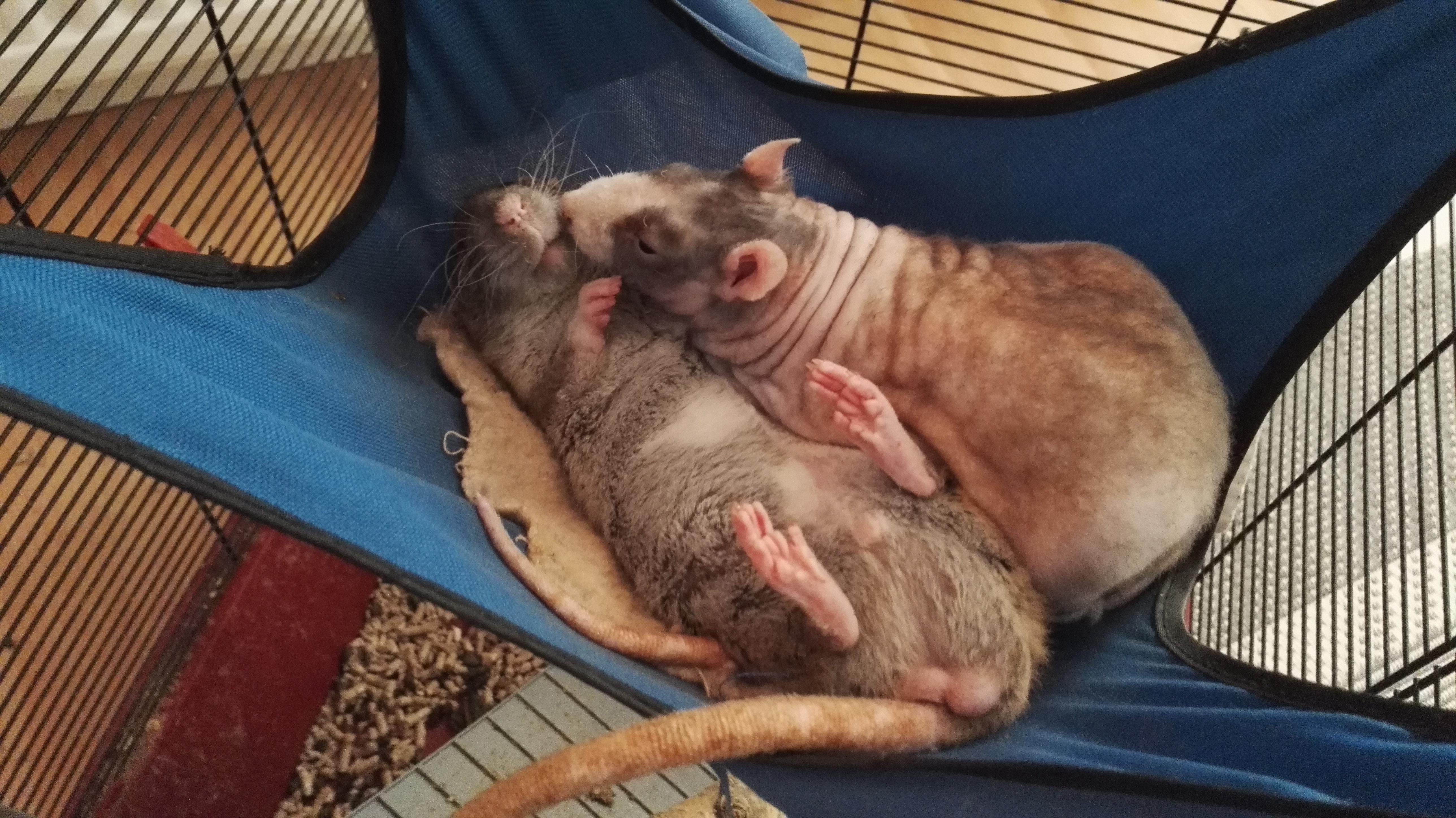 My (late) lovable derps, Kaarle and Simeoni. They were my first rats, years and years ago, and ...