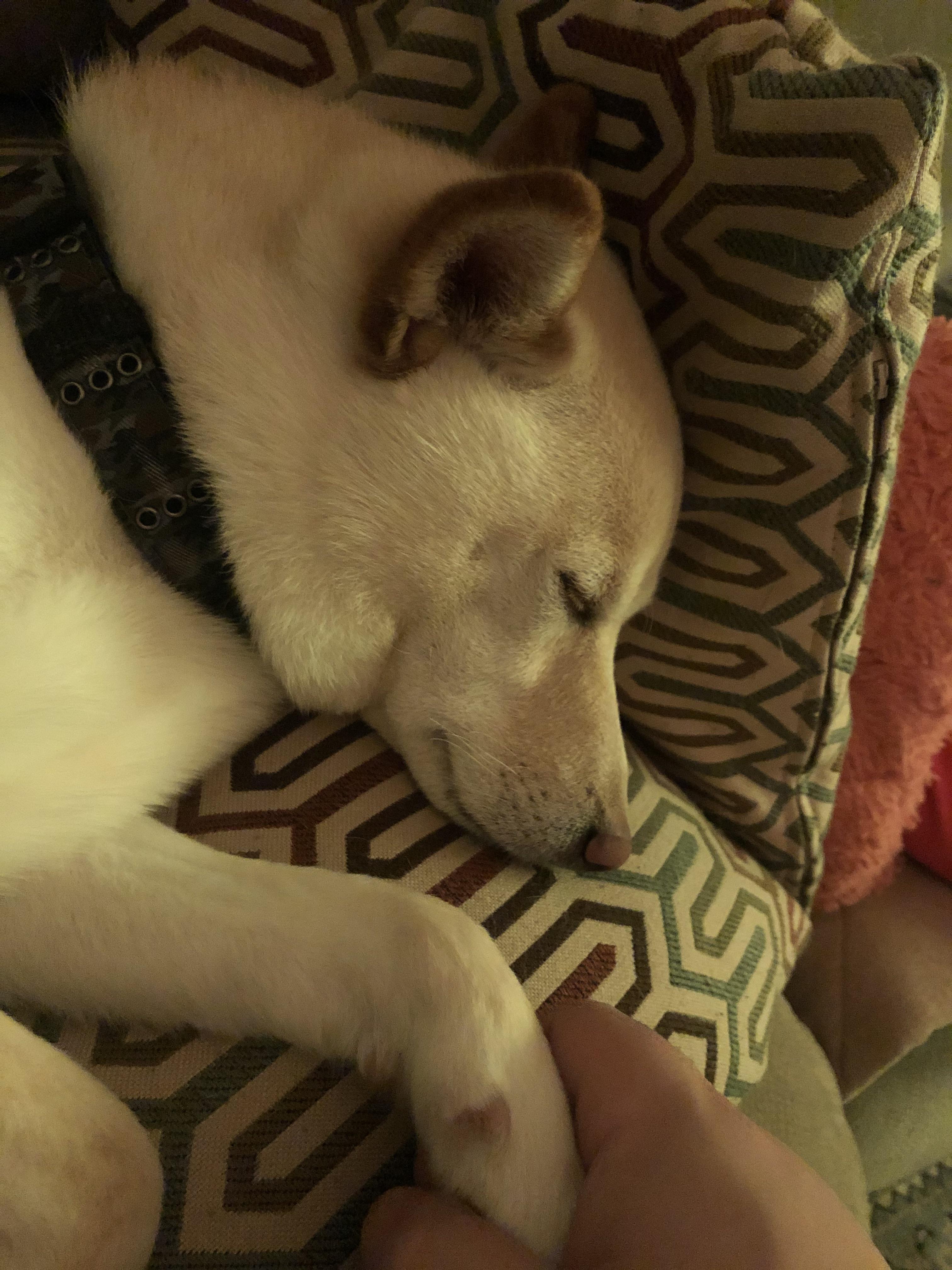 My lil man Hiro-San | Scrolller