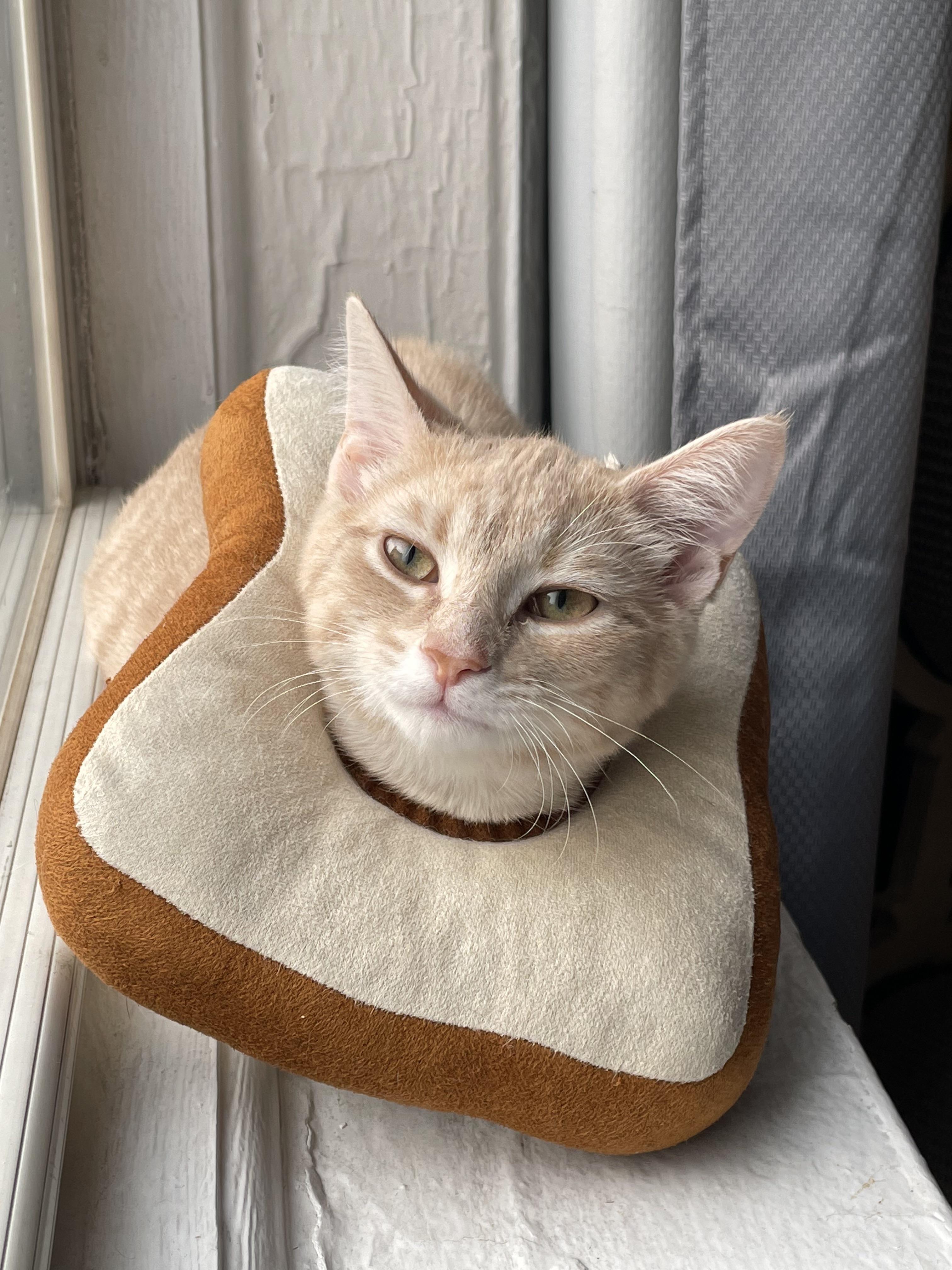 My little loaf cooling on the windowsill | Scrolller