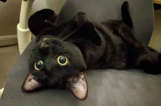 My little Luna rolling around 🙃 | Scrolller