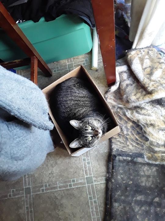 My little Meeko inna box | Scrolller