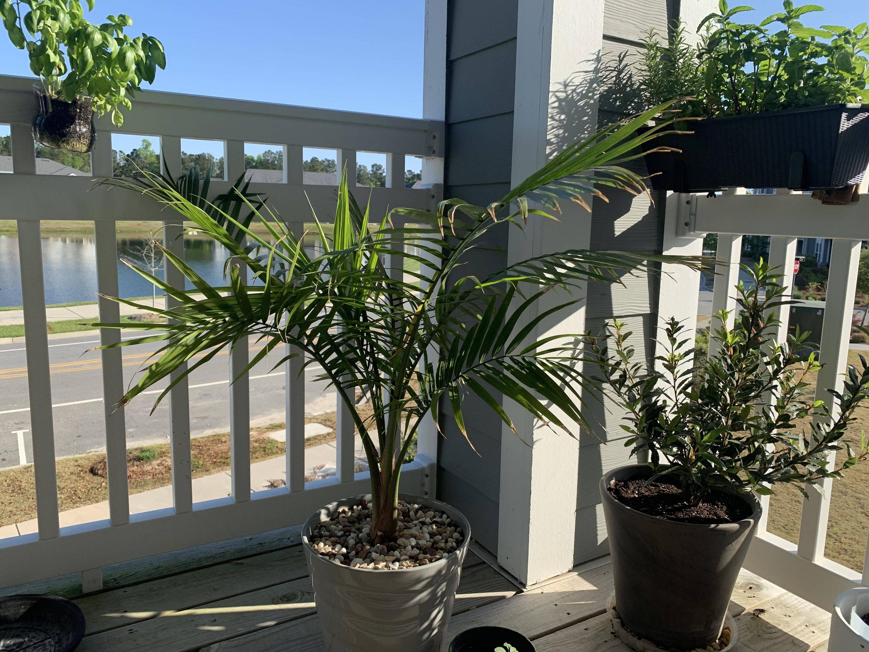 My little plant corner | Scrolller