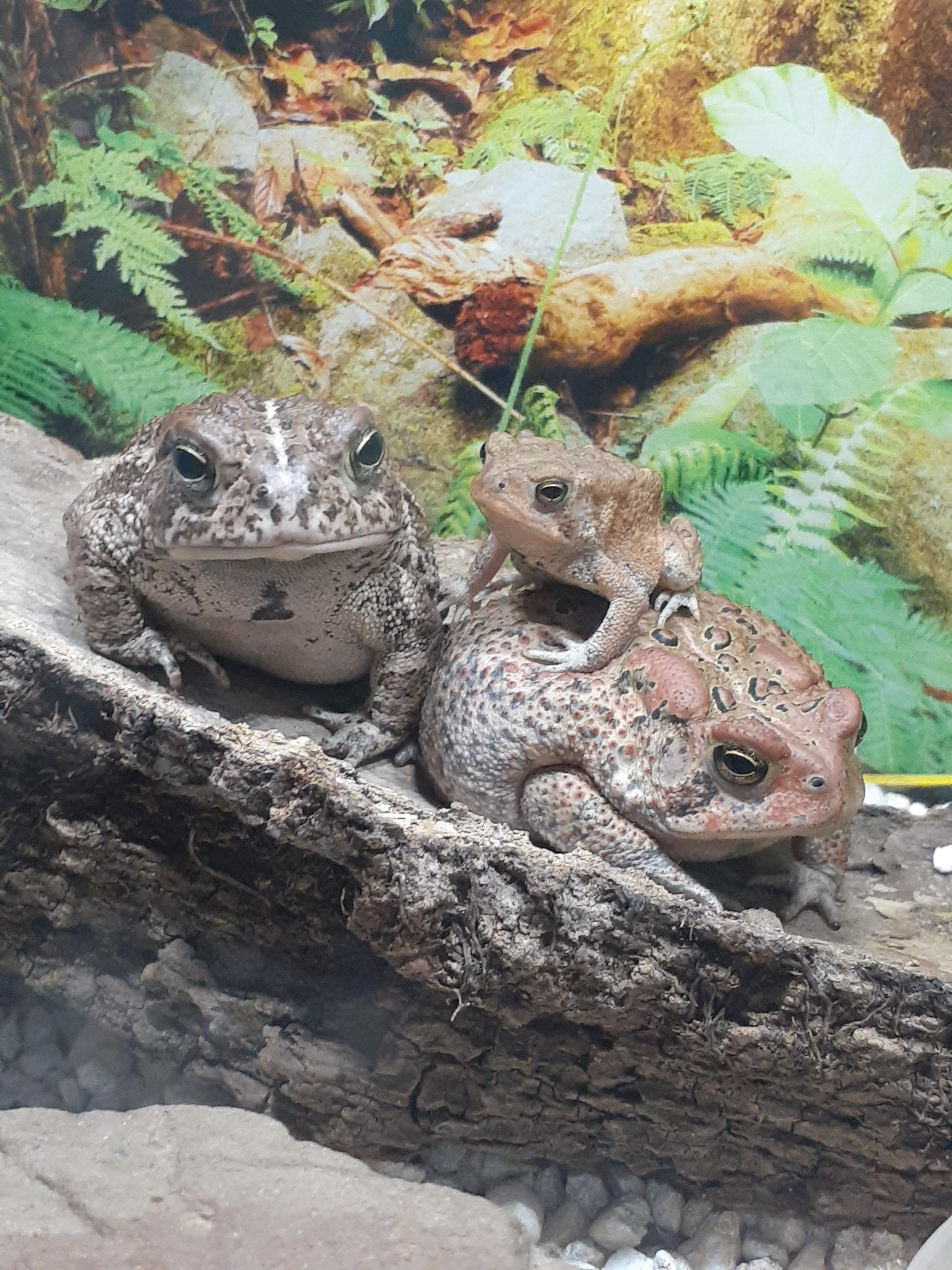 My little toad family | Scrolller