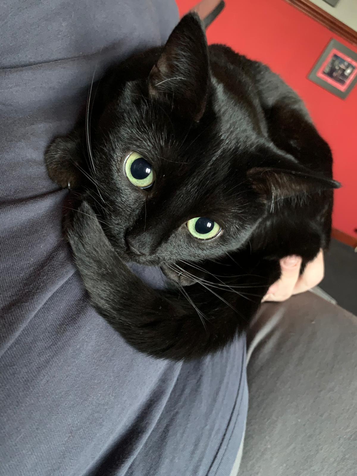 My little void getting a cuddle | Scrolller
