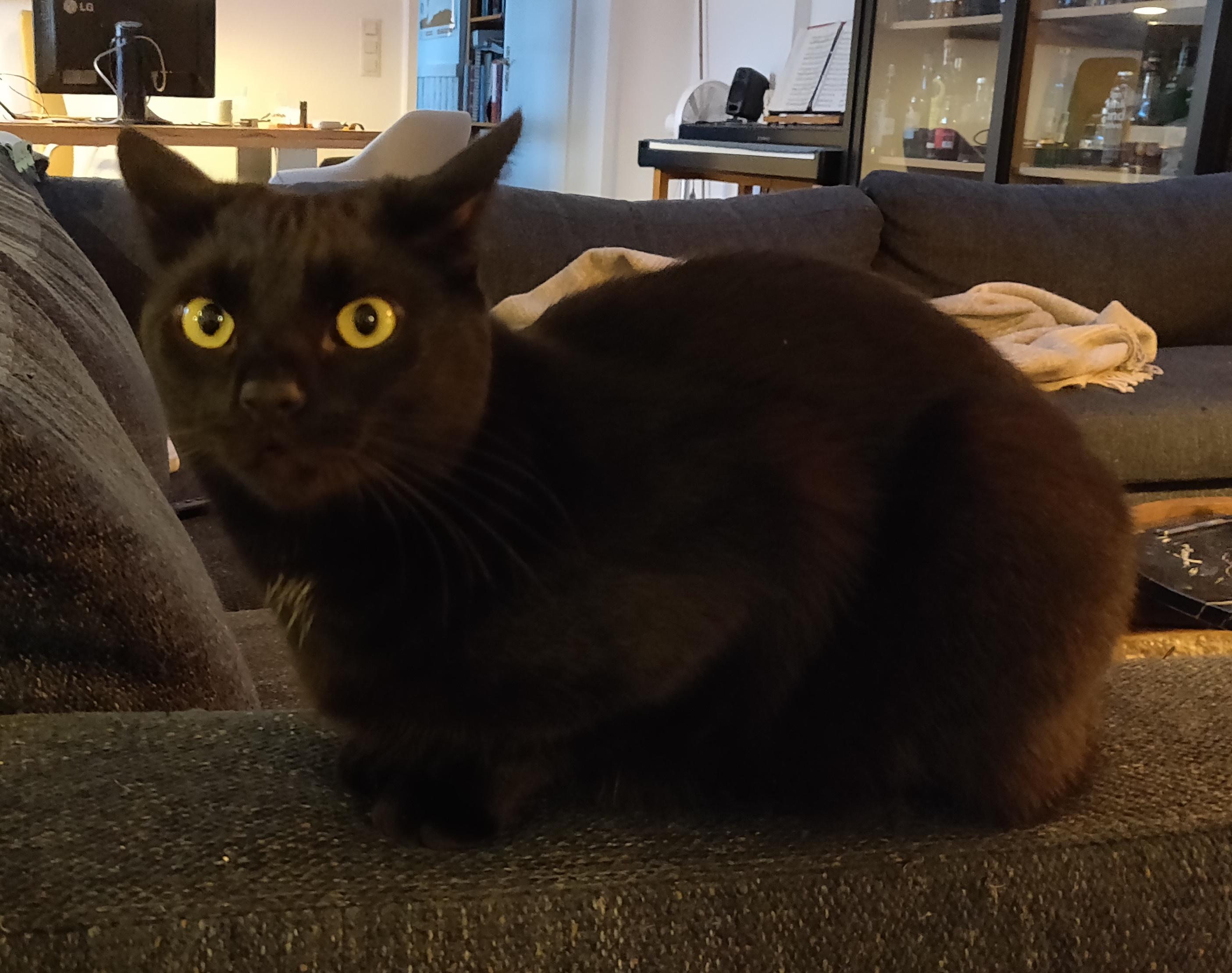 My little void just chilling on the sofa | Scrolller