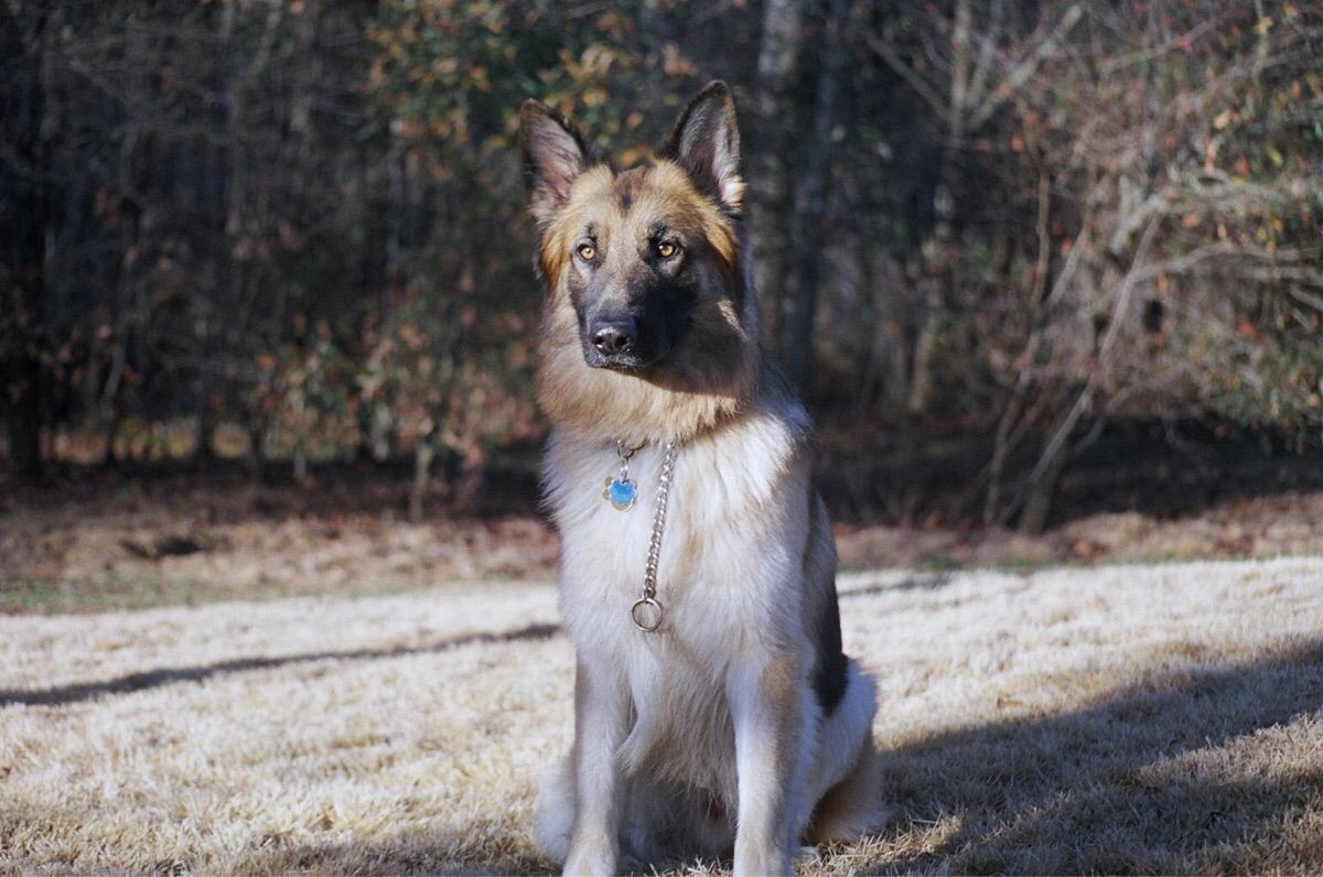 My long haired German Shepard. | Scrolller
