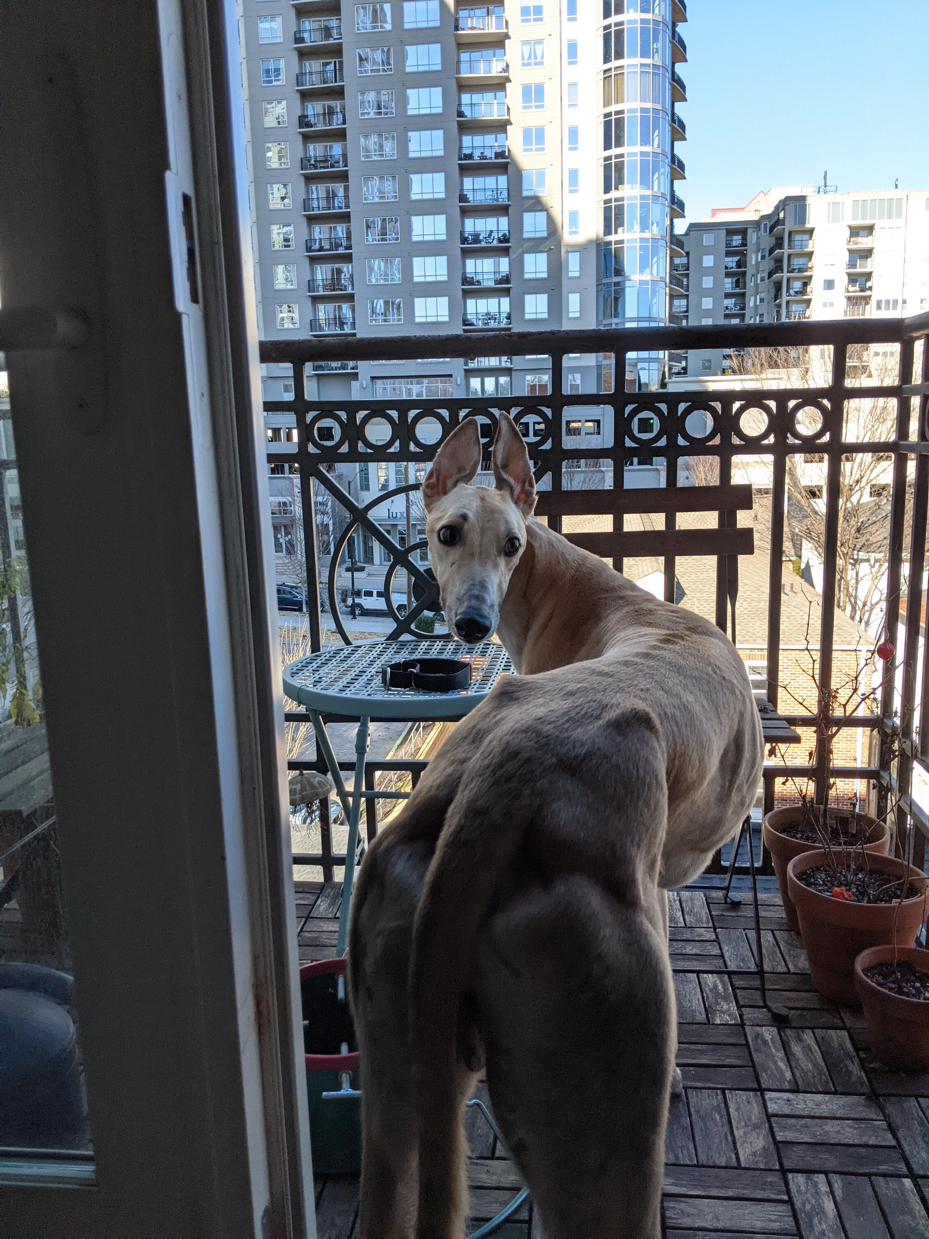 My Longest Boye | Scrolller