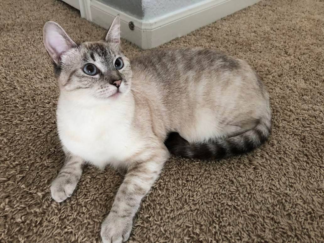 My Lynx Point Siamese, Sweetie Pie! 🥰 | Scrolller