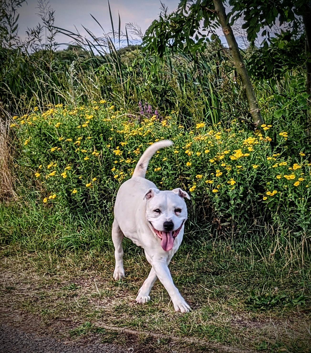 My majestic staff, his name is Stewart and he is 14. Bit of a dick but I love him. | Scrolller