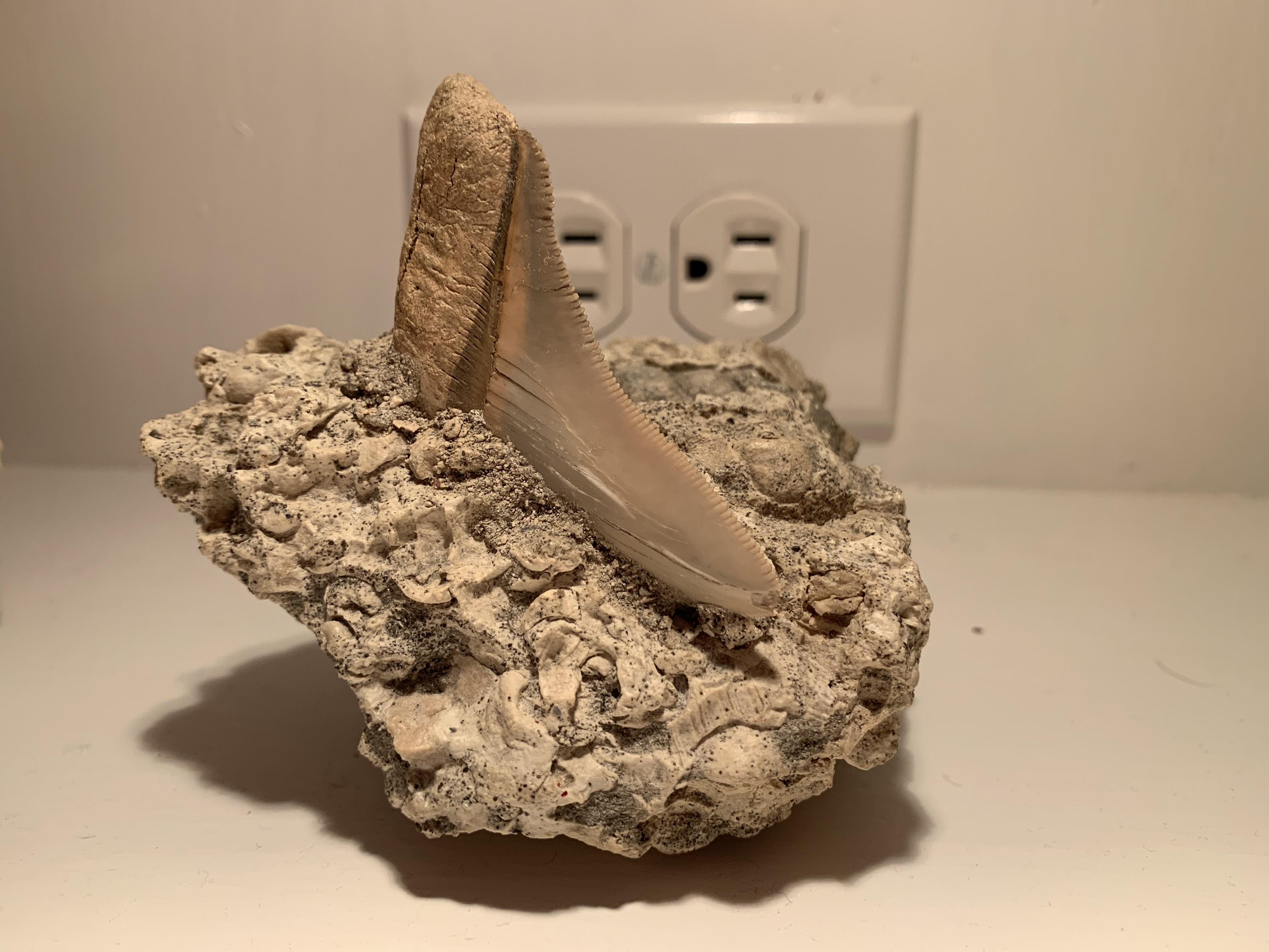 My Megalodon shark tooth embedded in fossilized coral. | Scrolller