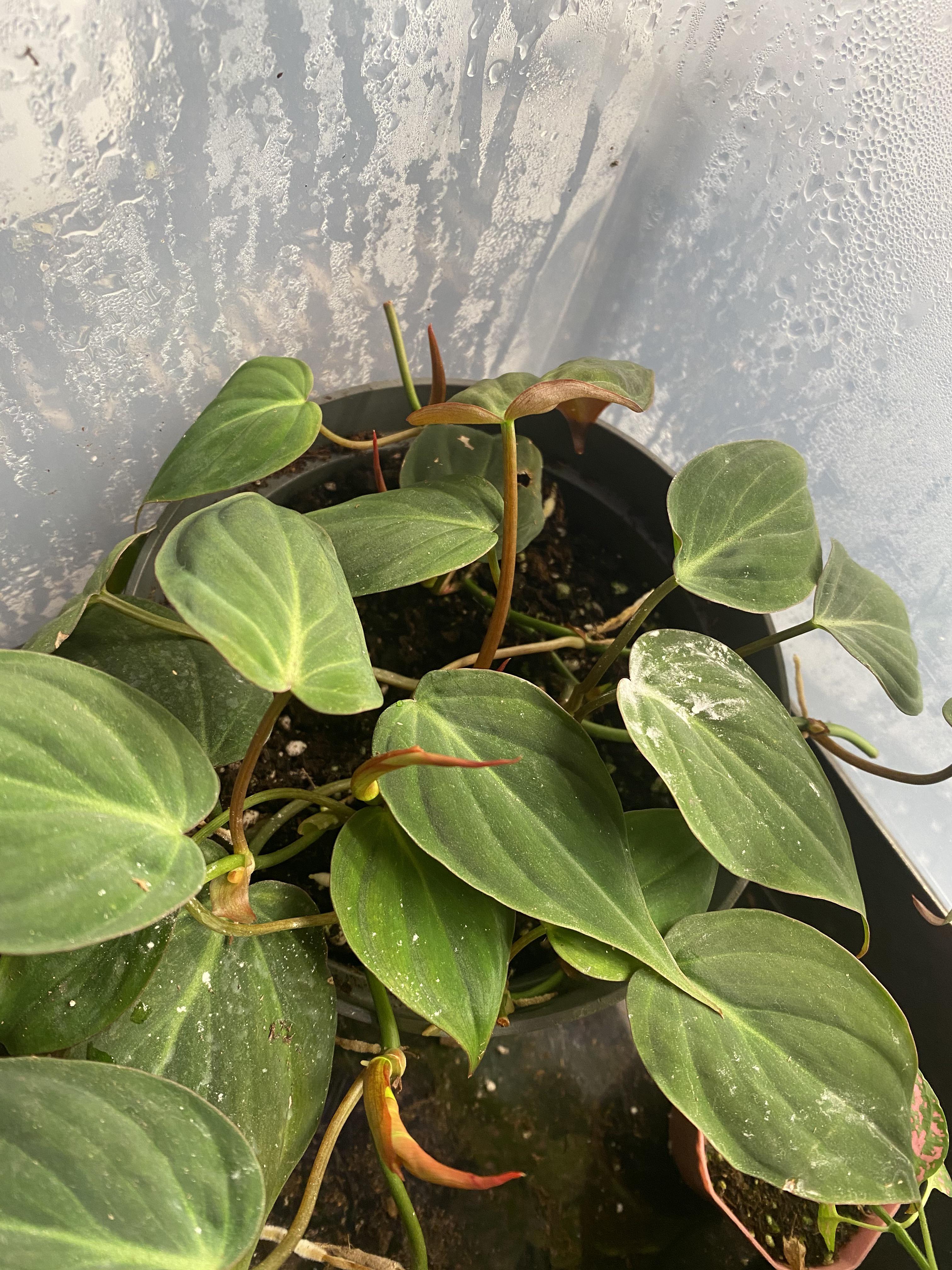 My Mican is pumping out 6 new leaves! | Scrolller