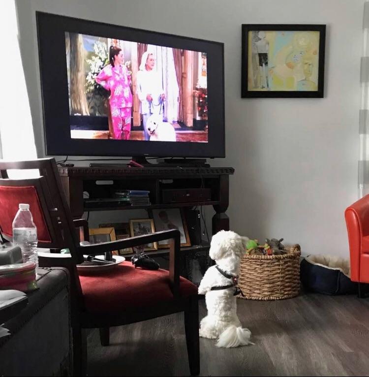 My mom’s dog loves tv. | Scrolller