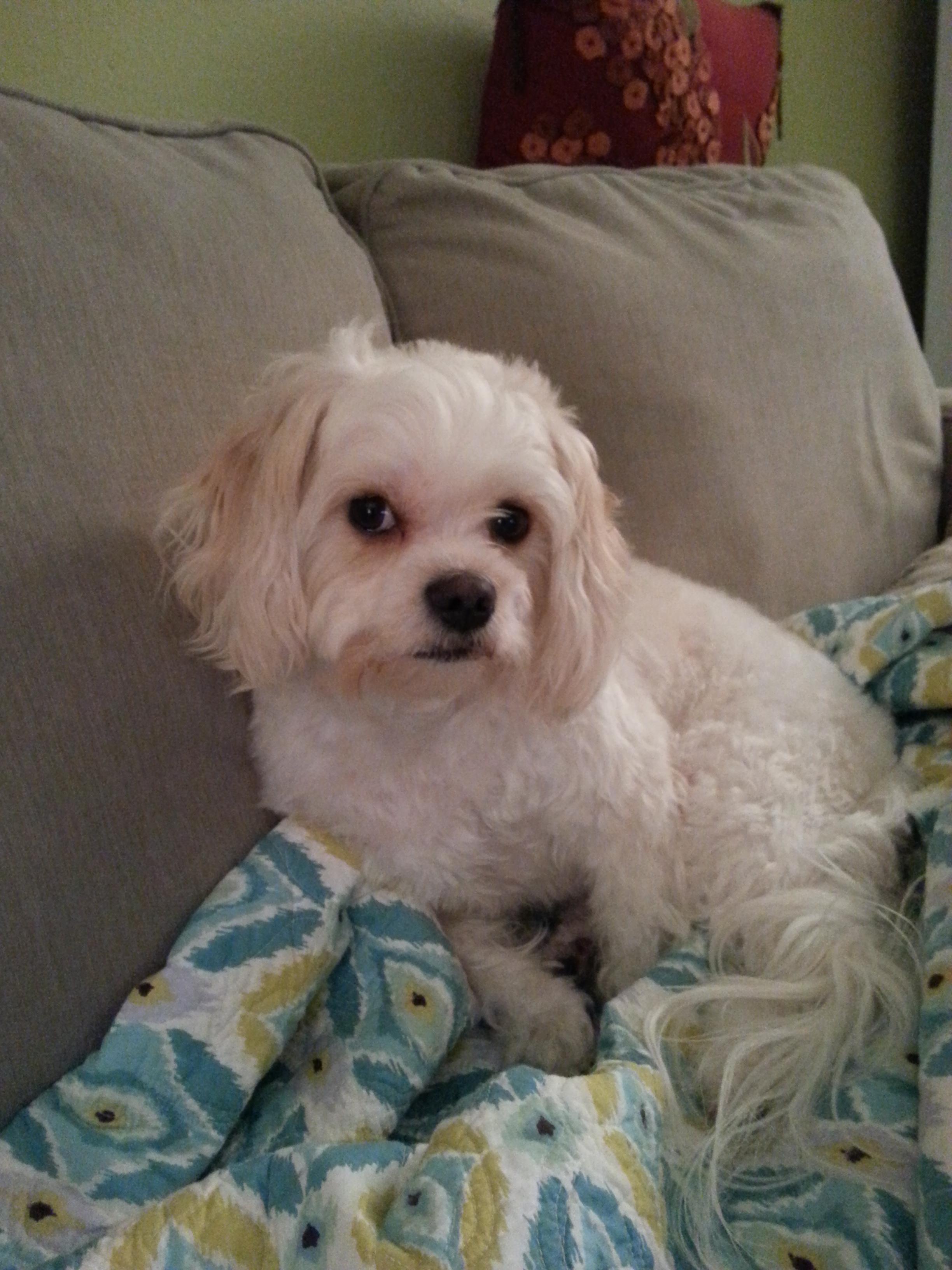 My mom's cavachon, Millie | Scrolller